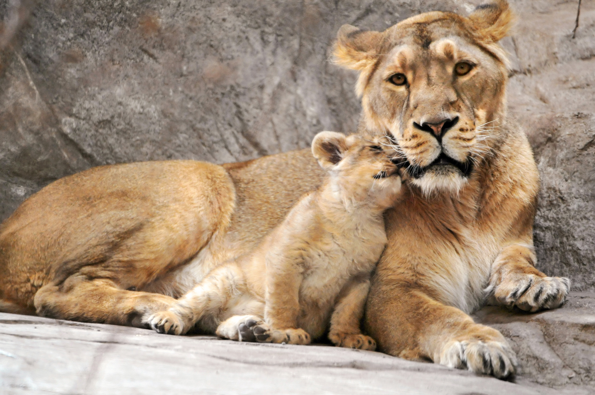 Majestic Lions: Heartwarming HD Wallpaper of a Lioness and Cub
