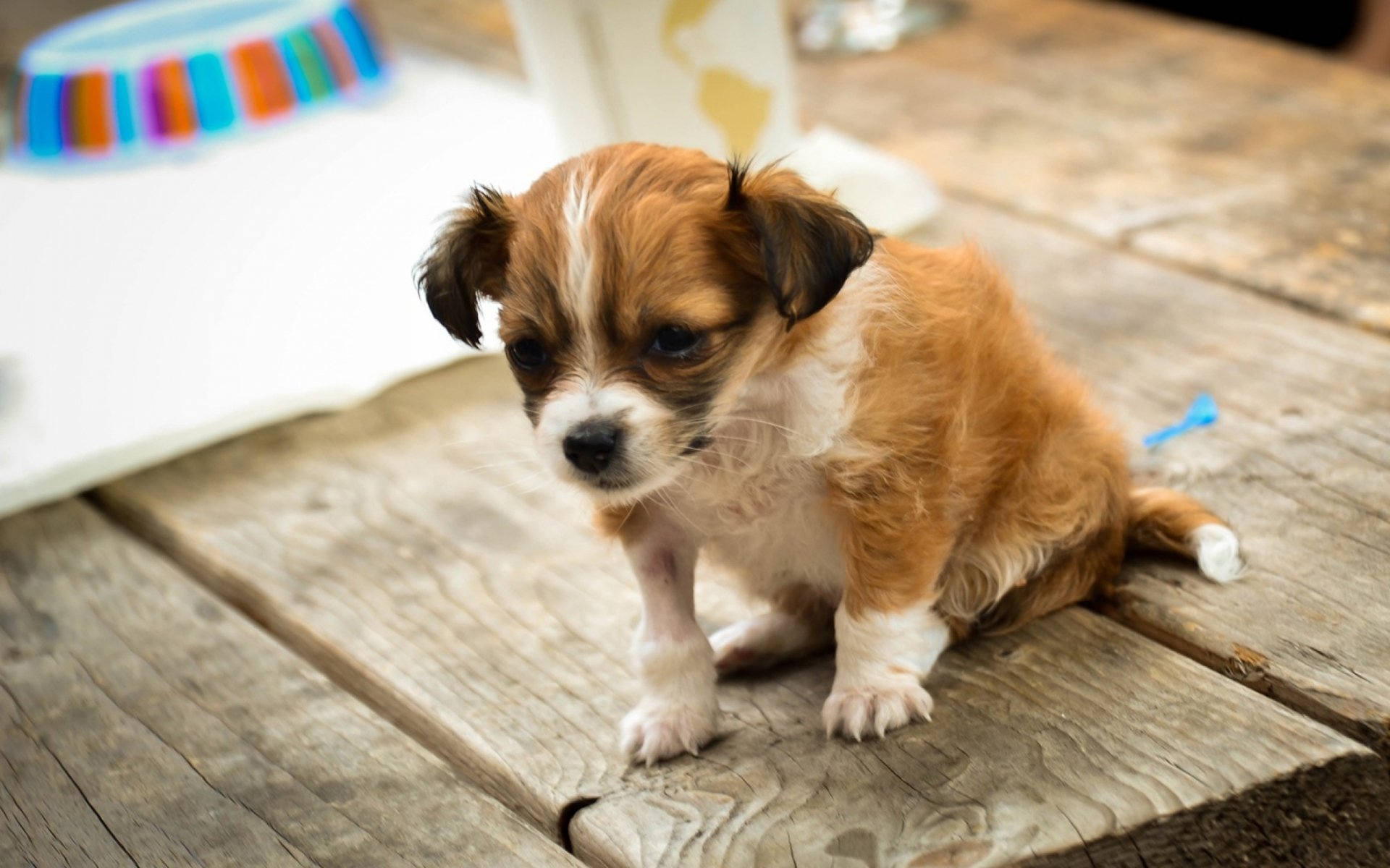 Download Animal Puppy HD Wallpaper | 2560x1600 | Wallpaper Abyss
