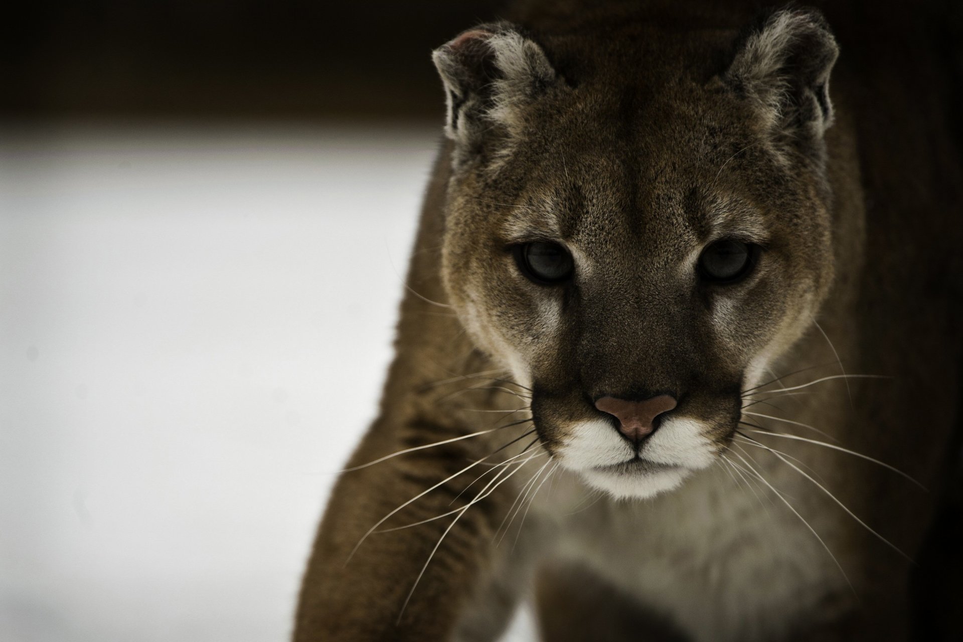 Cougar Gaze — 2K Quad HD Wildlife Wallpaper | 3000x2000 | Wallpaper Abyss