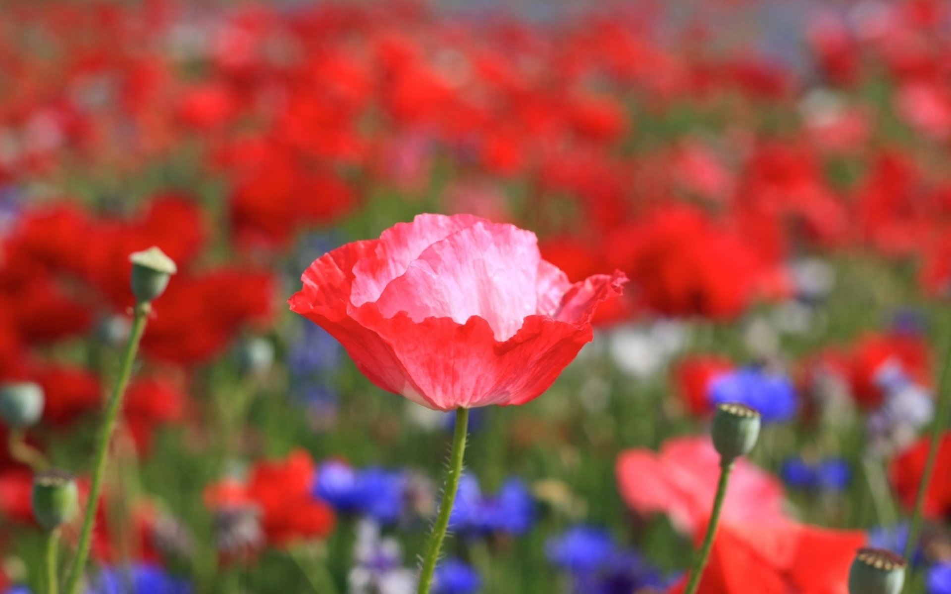 Download Nature Poppy HD Wallpaper