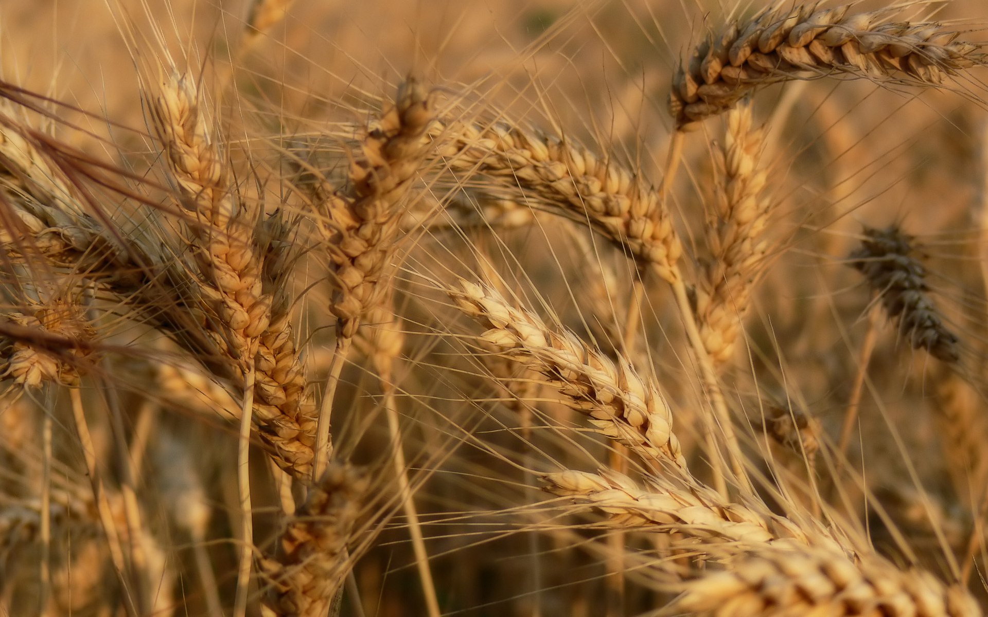 Download Nature Wheat HD Wallpaper