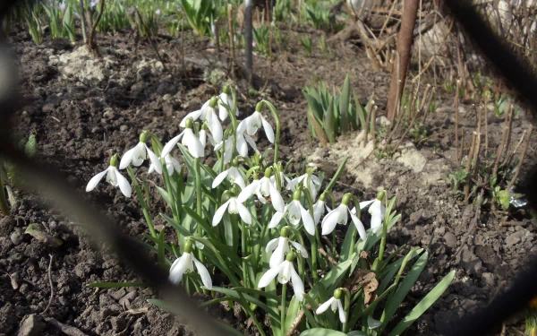 [20+] Snowdrop 4k Wallpapers