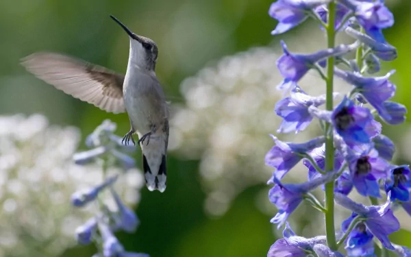 [30+] Hummingbird 4k Wallpapers