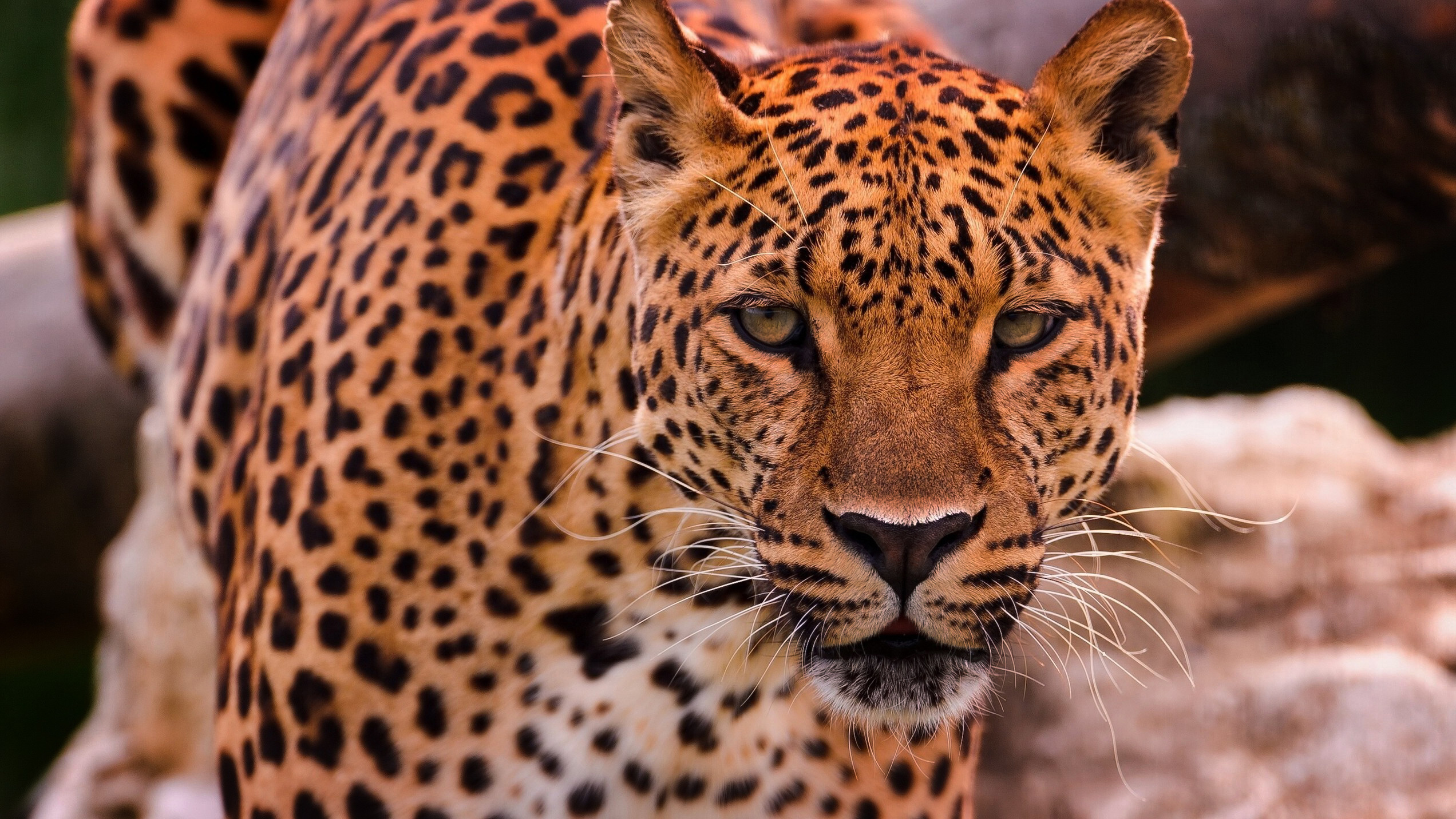 Download Animal Leopard HD Wallpaper
