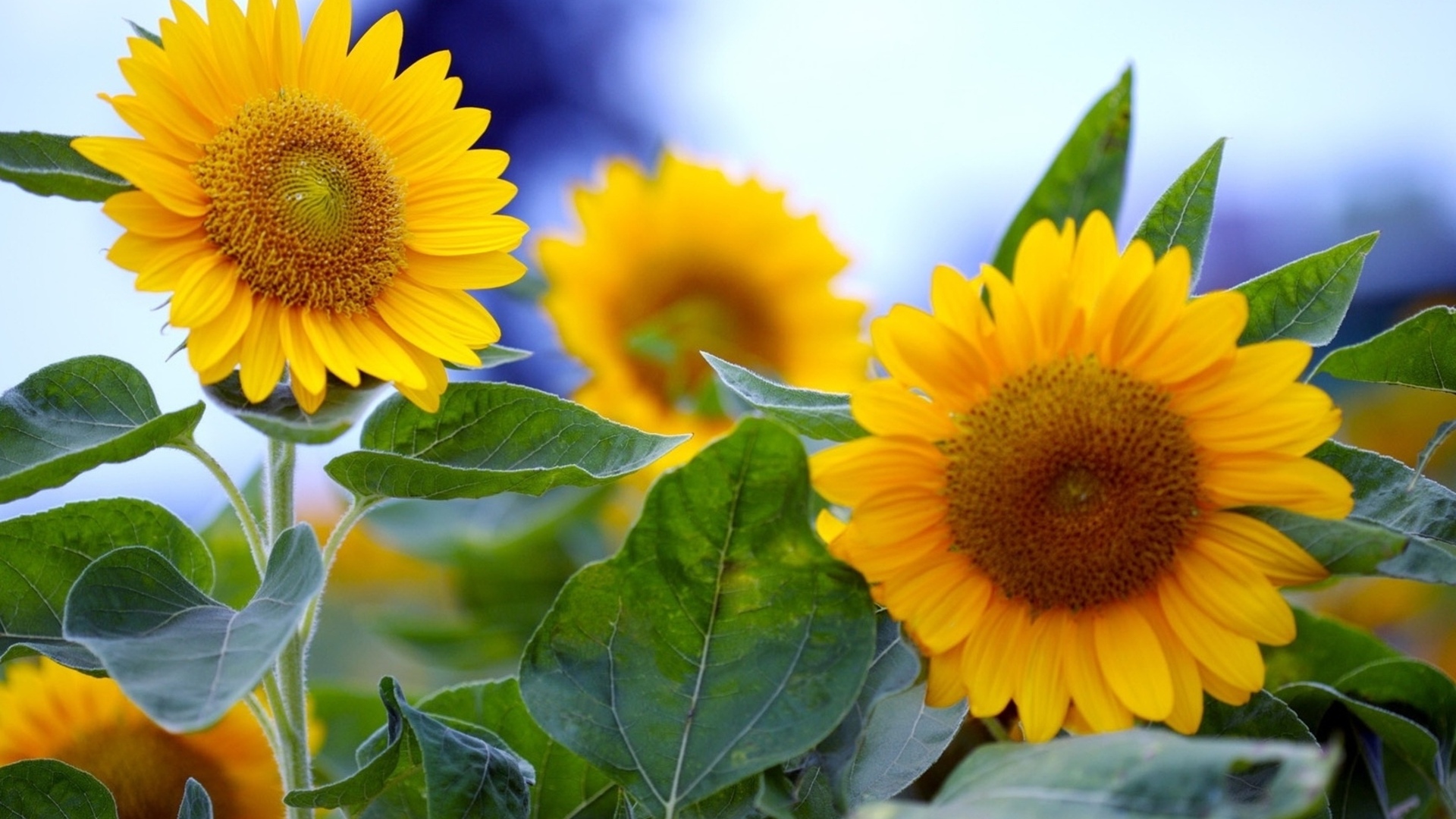 Download Nature Sunflower HD Wallpaper