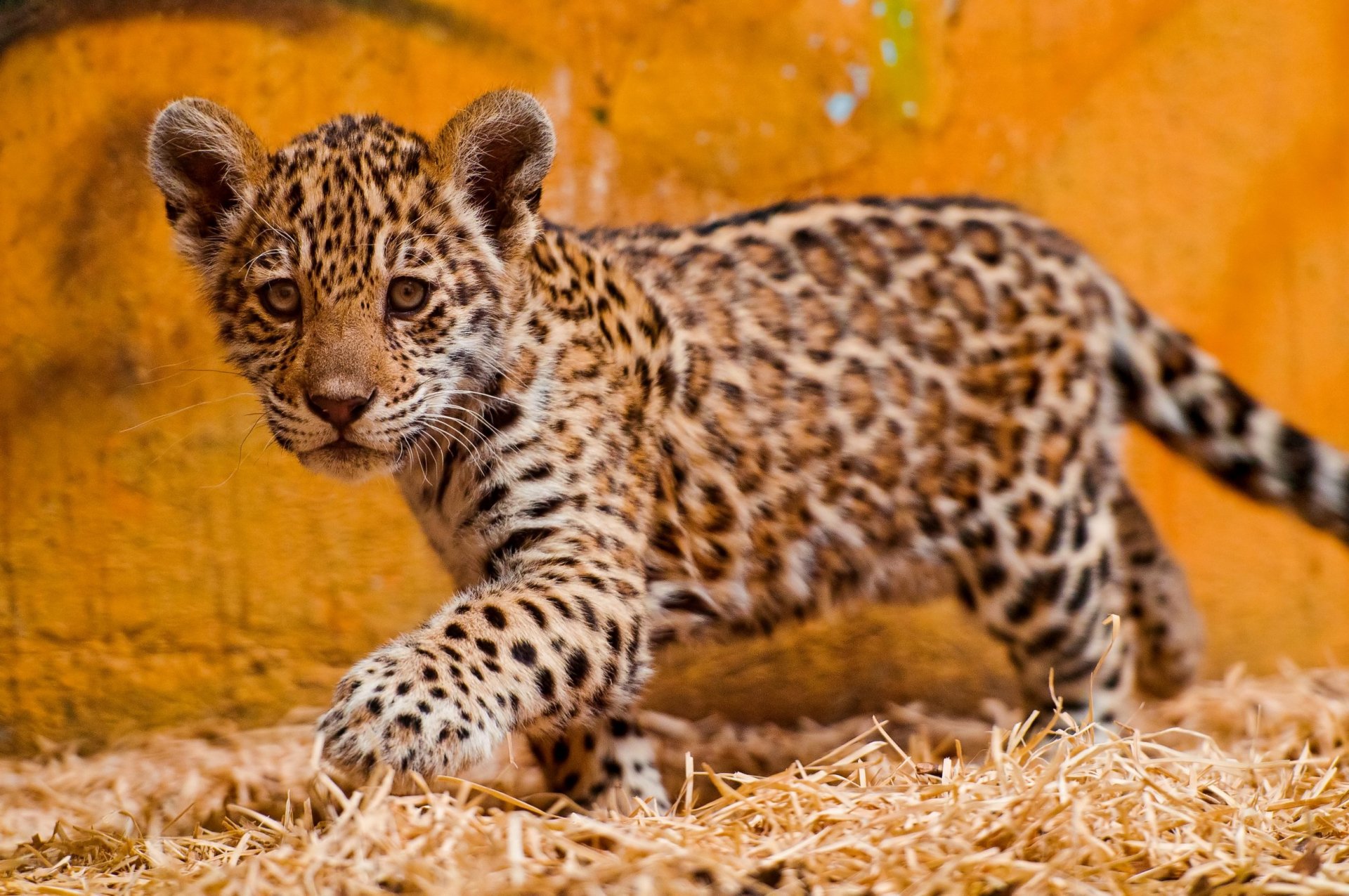Stunning Leopard Baby HD Wallpaper