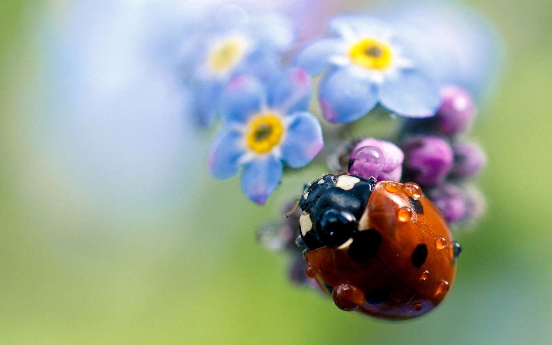 Download Animal Ladybug HD Wallpaper