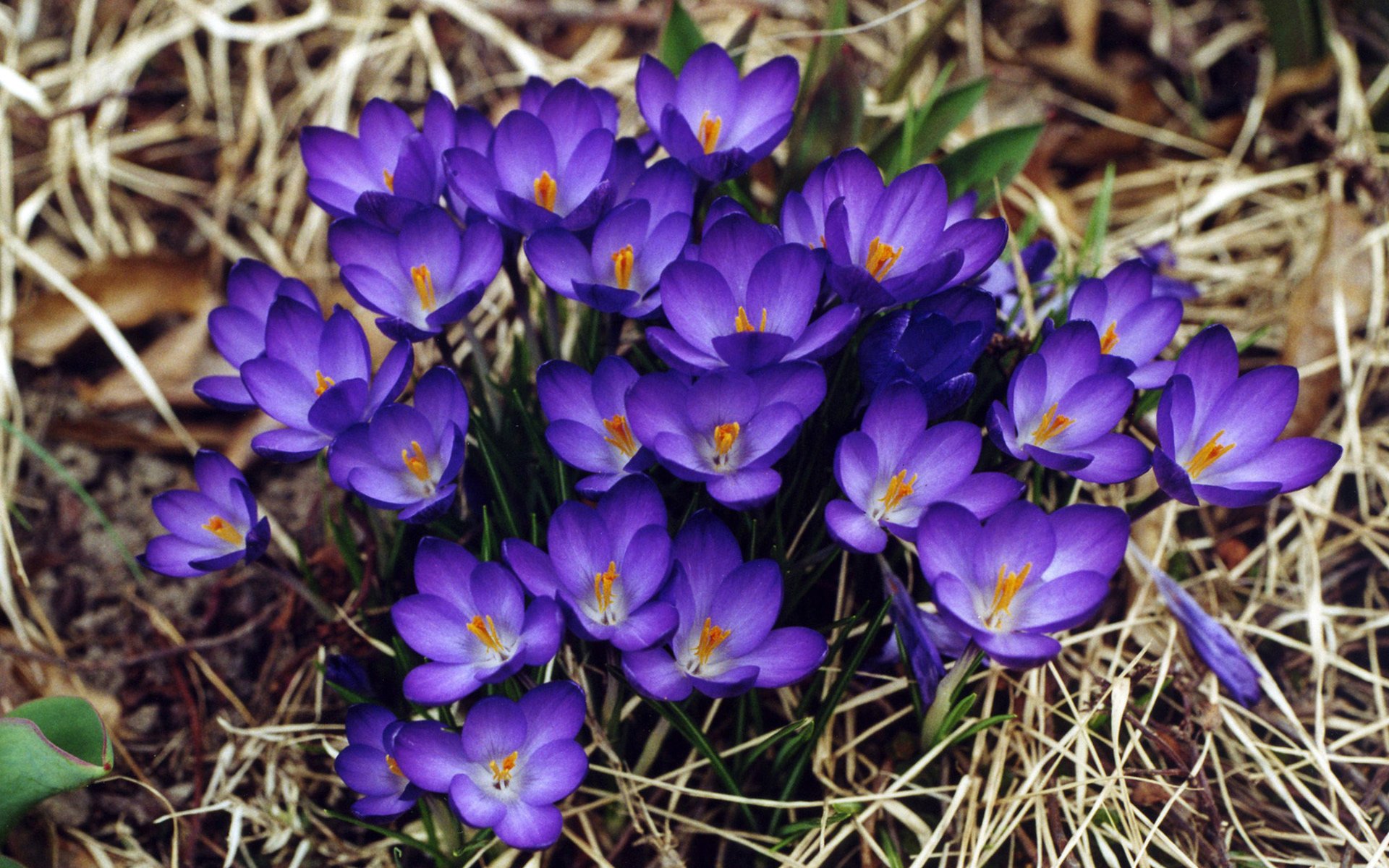Nature Crocus HD Wallpaper