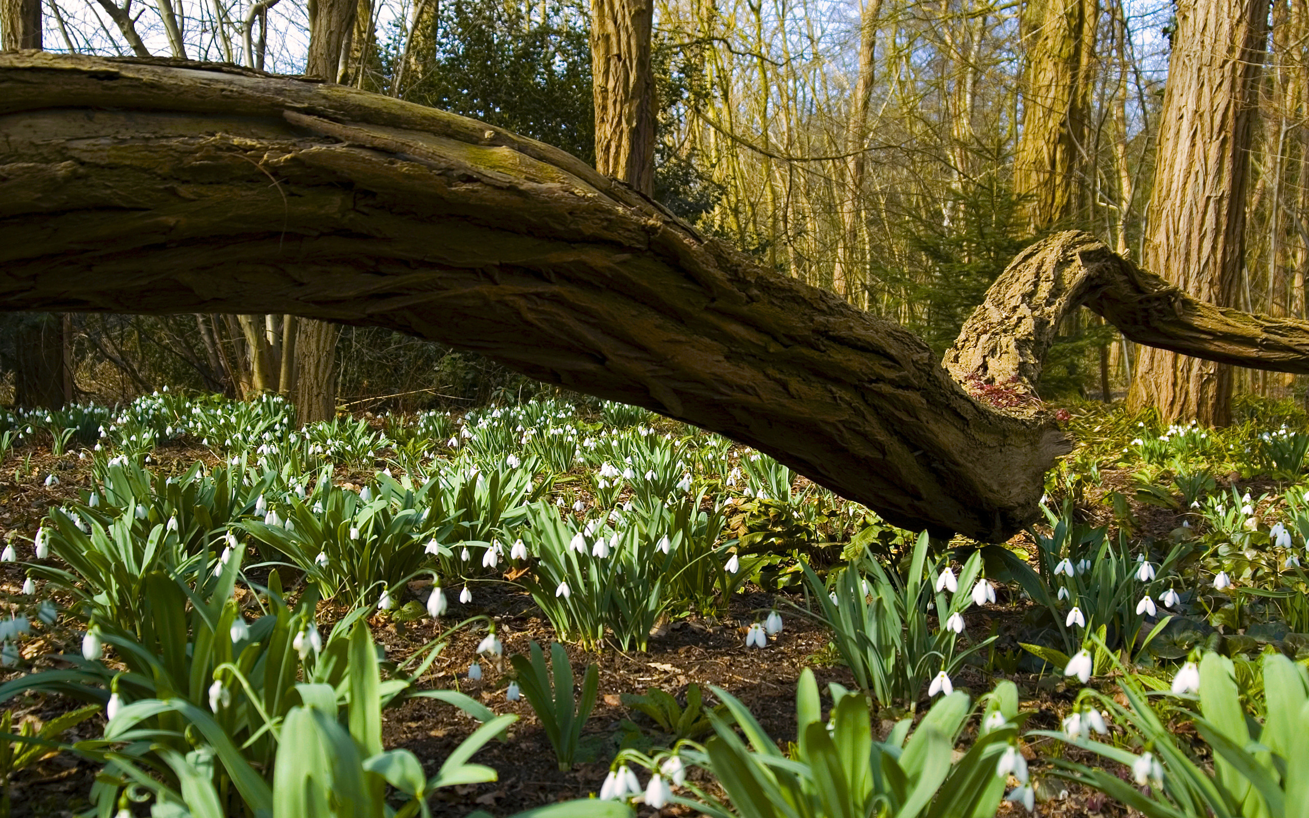 Enchanting Snowdrop Blooms in a Tranquil Woodland HD Wallpaper