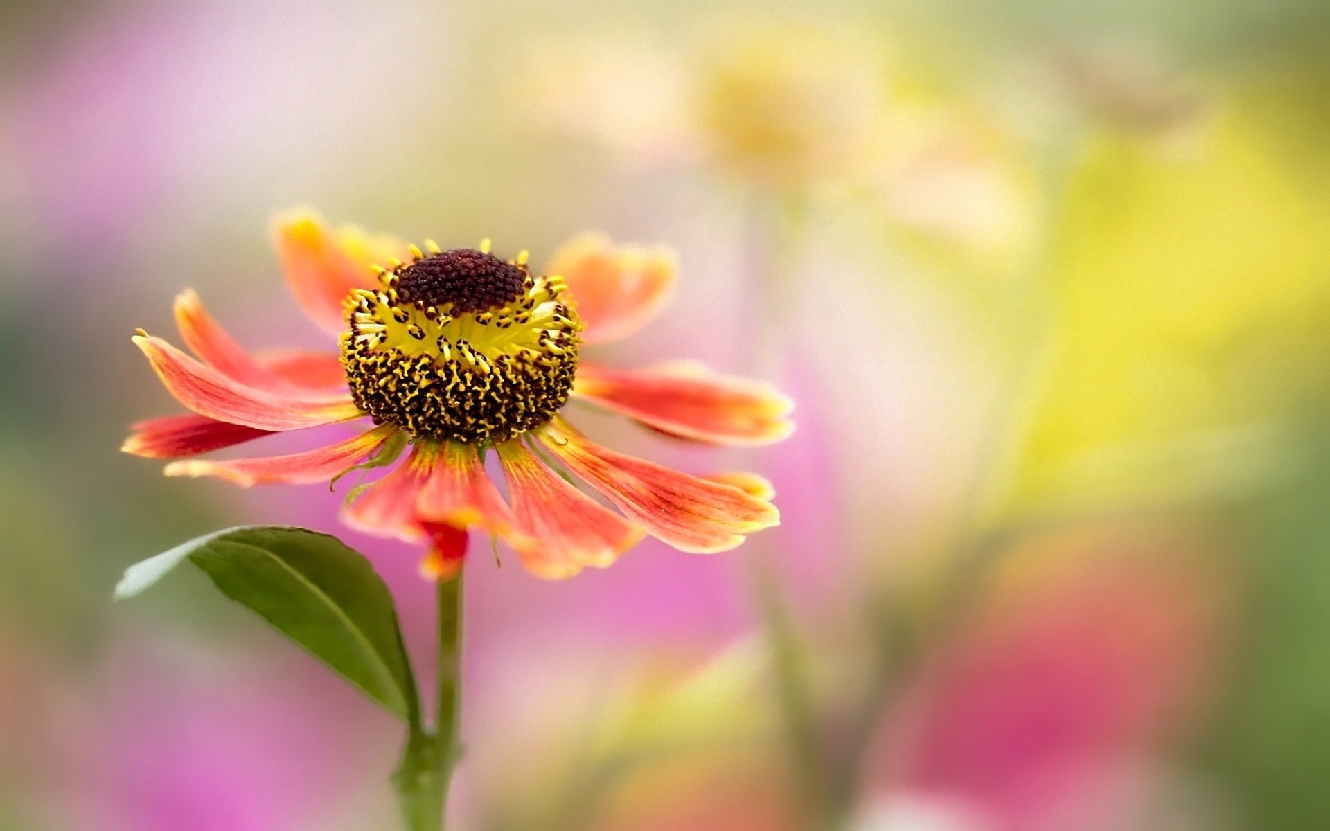 Sunlit Meadow Bloom — HD Nature Wallpaper | 1920x1200 | Wallpaper Abyss