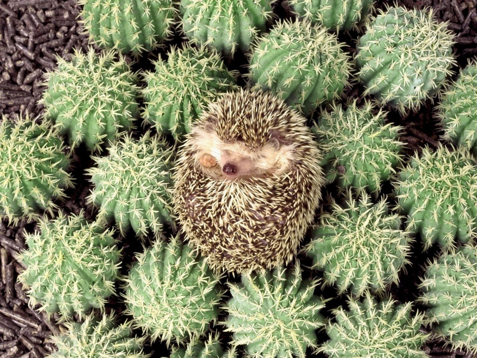 Igel HD Wallpaper | Hintergrund | 2560x1920