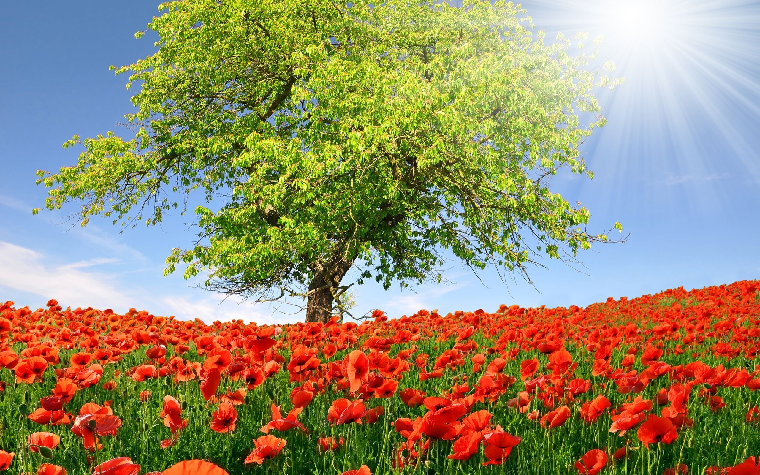 Download Nature Tree HD Wallpaper