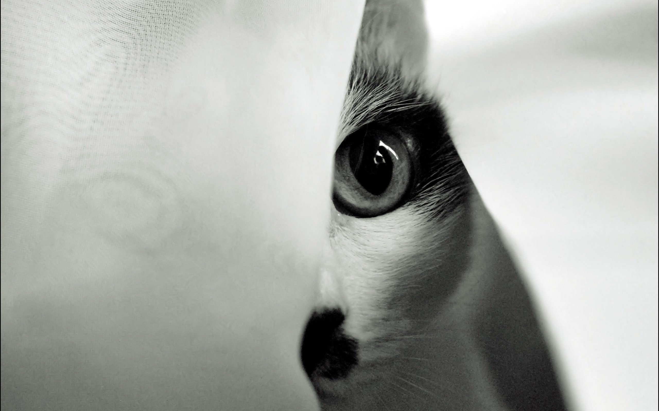 Download Monochrome Eye Animal Cat HD Wallpaper
