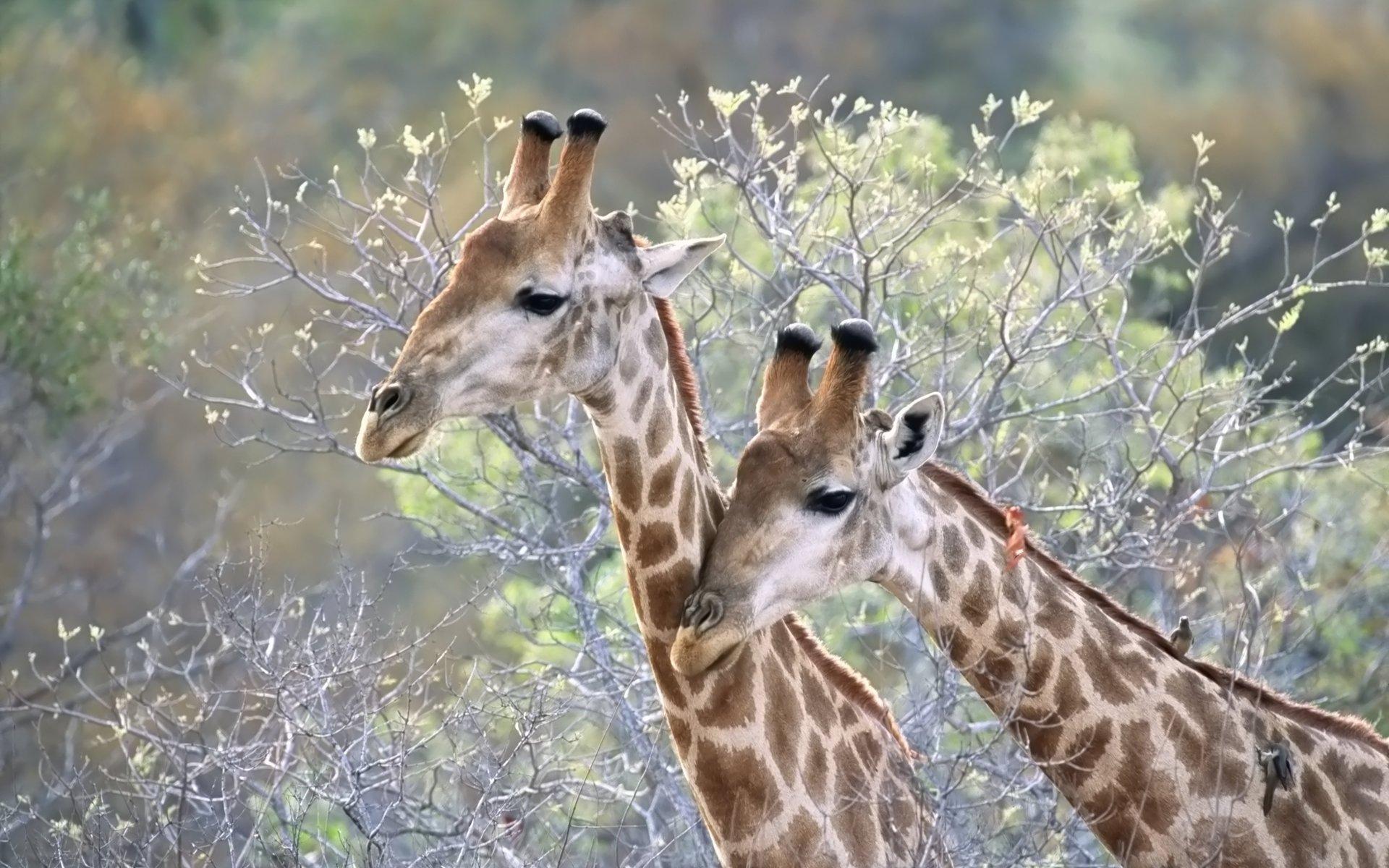 Giraffe HD Wallpaper