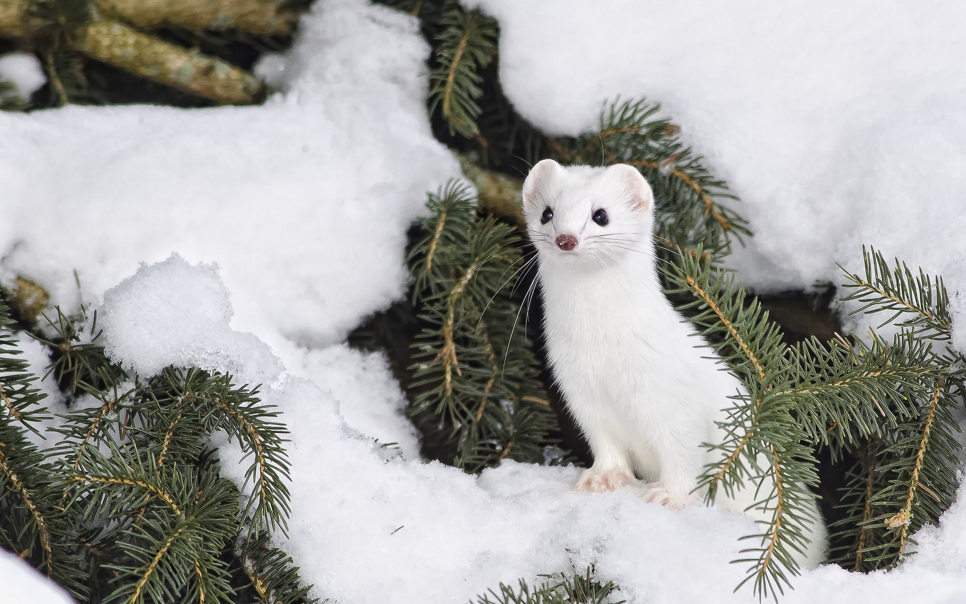 Winter Stoat In HD Elegant Animal Beauty Wallpaper 1920x1200