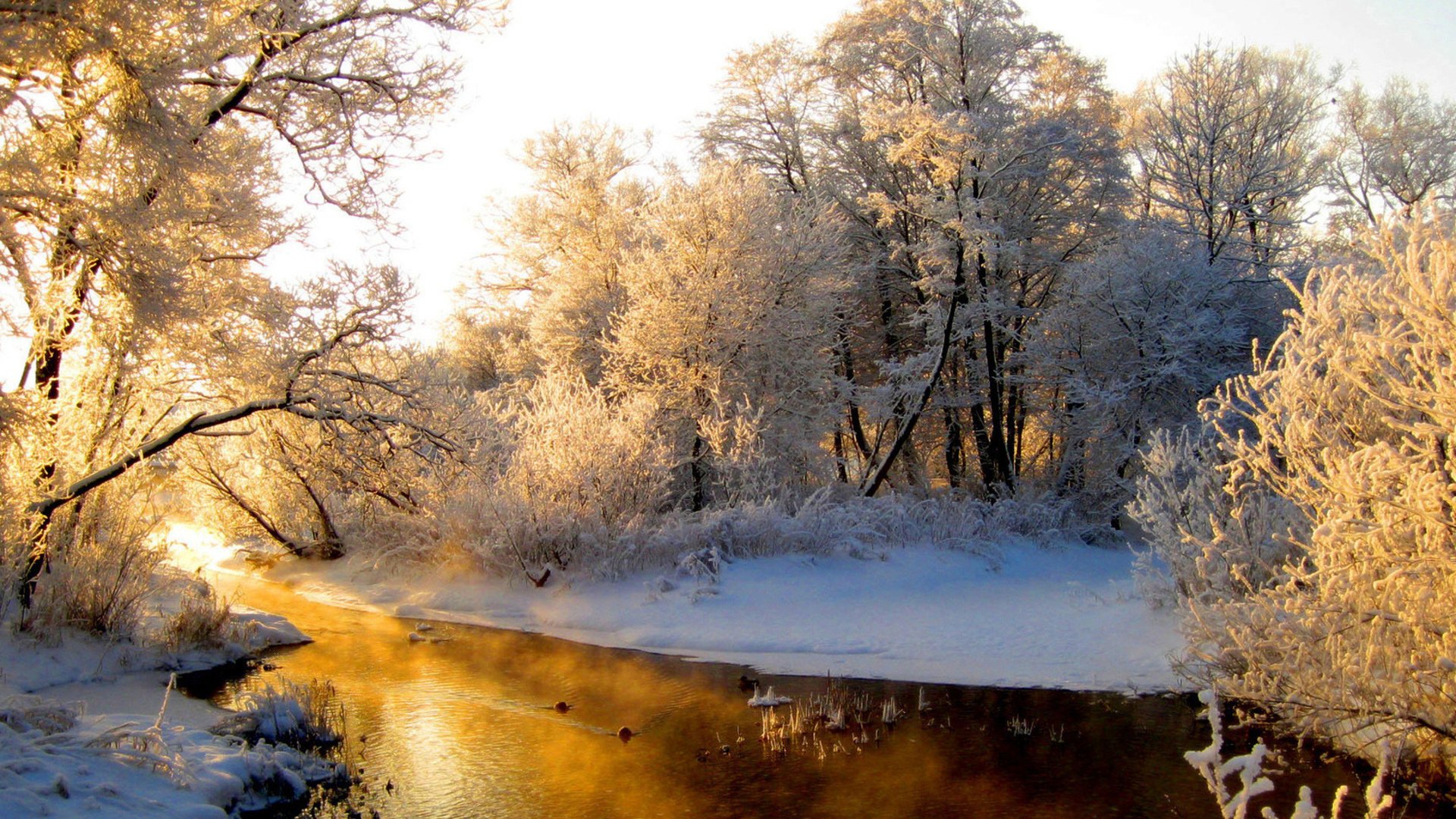 Winter Radiance: Stunning Nature HD Wallpaper | 1920x1080 | Wallpaper Abyss
