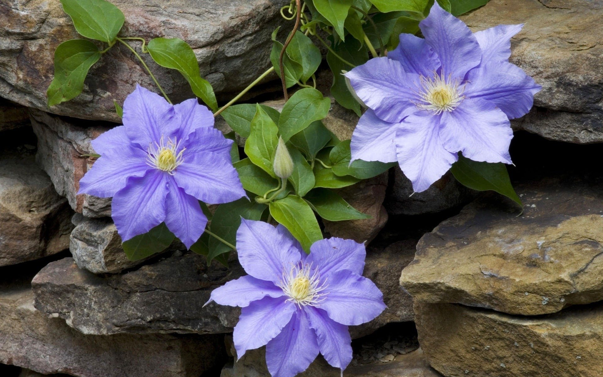 HD Nature Blossom: Free Download Beautiful Flower Wallpaper | 1920x1200 ...