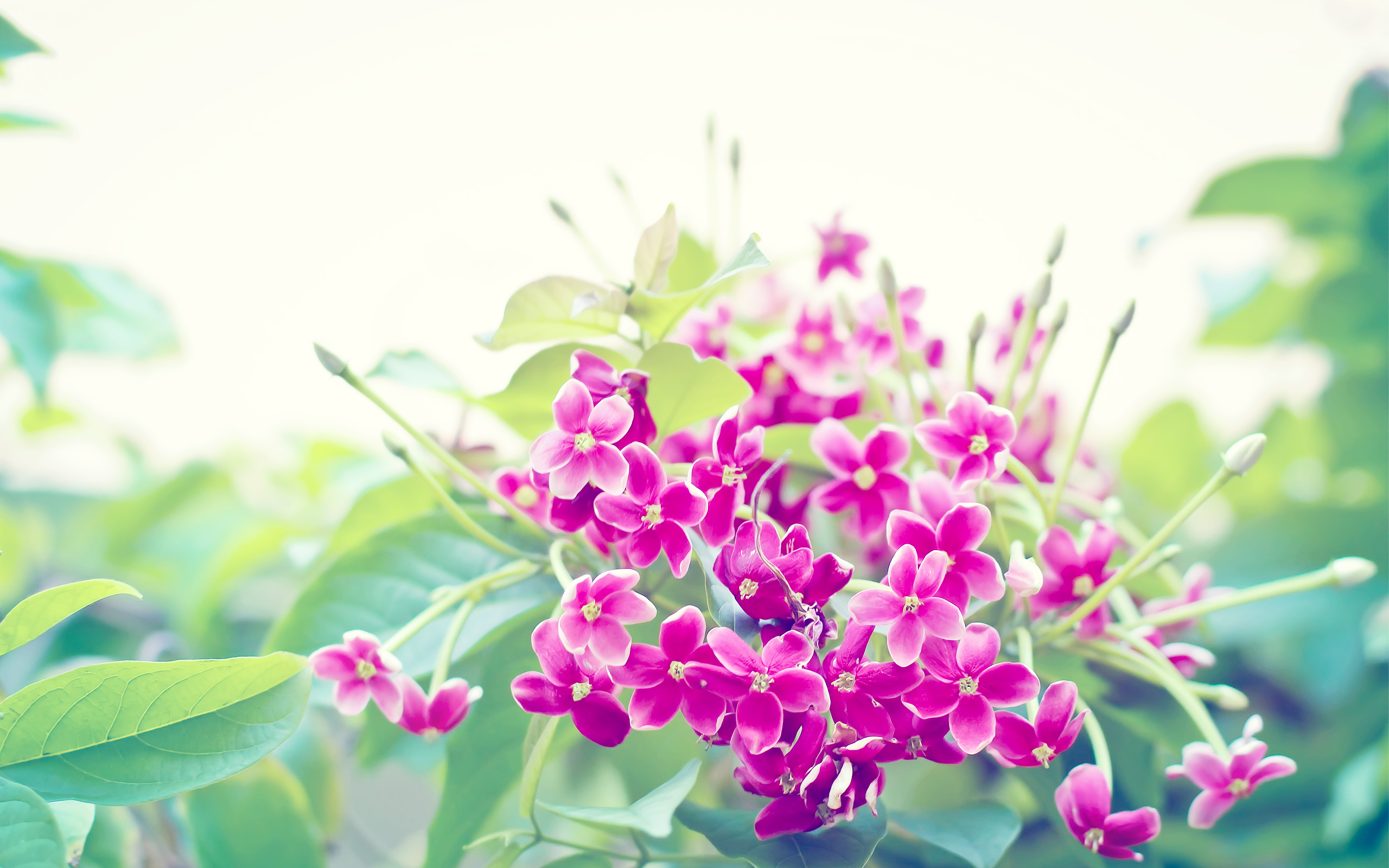 Download Nature Flower HD Wallpaper