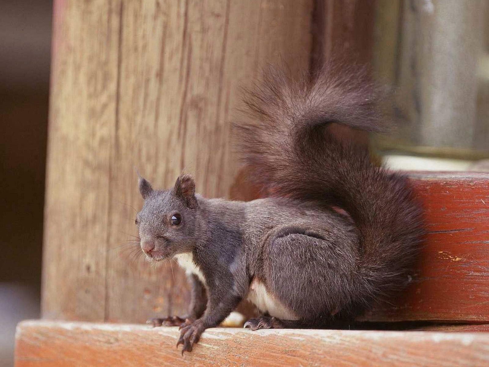 Download Animal Squirrel Wallpaper