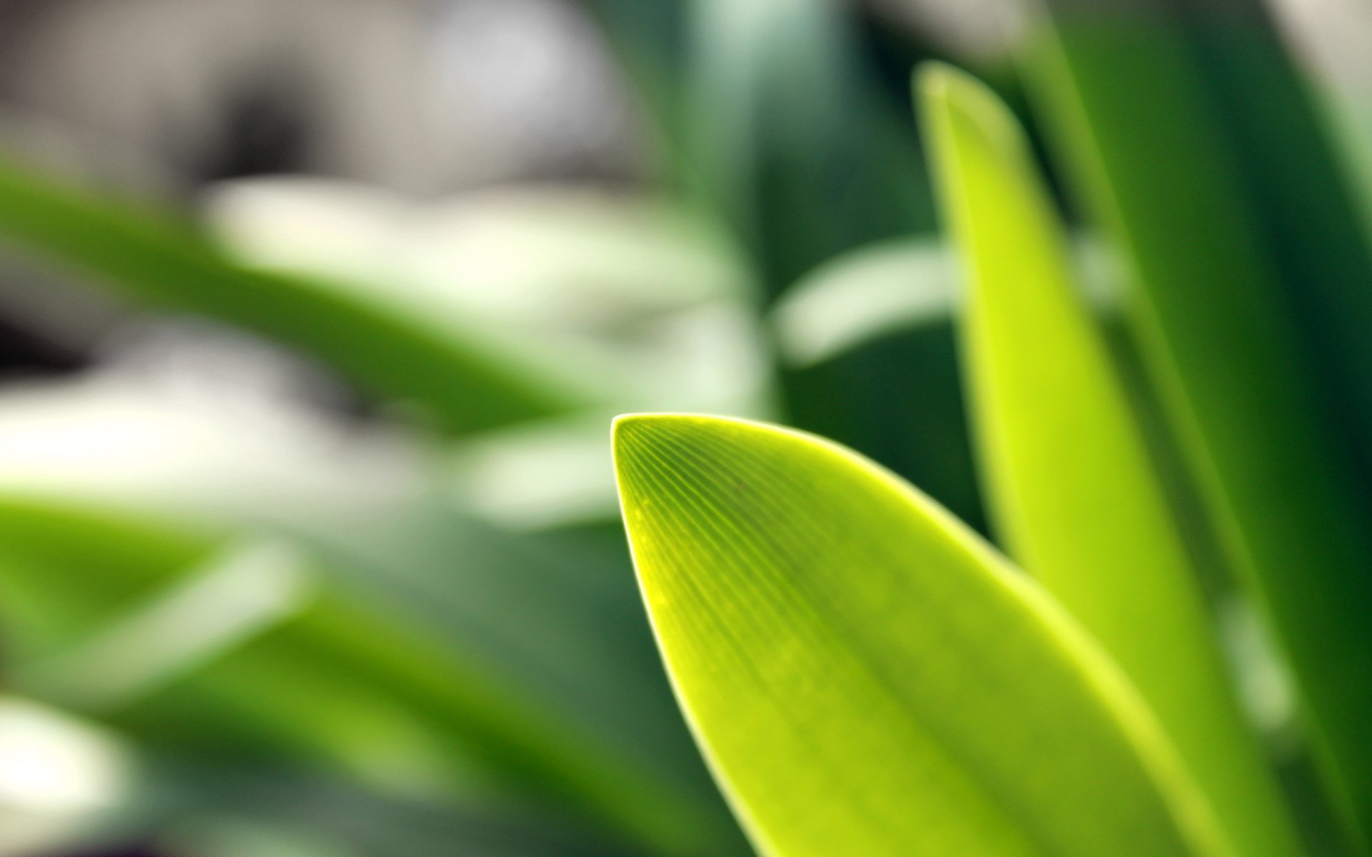 Download Nature Plant HD Wallpaper