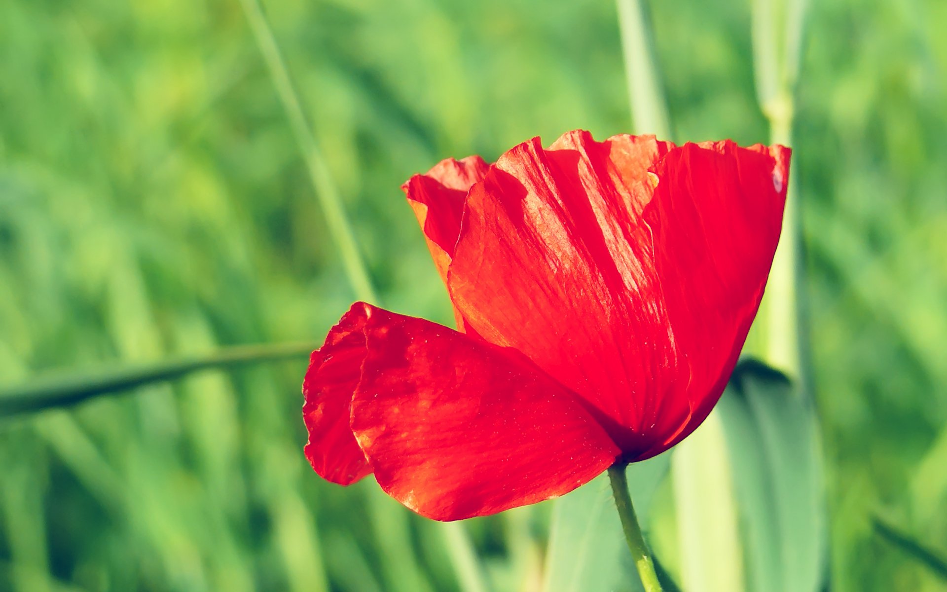 Download Flower Nature Poppy HD Wallpaper | 2560x1600 | Wallpaper Abyss