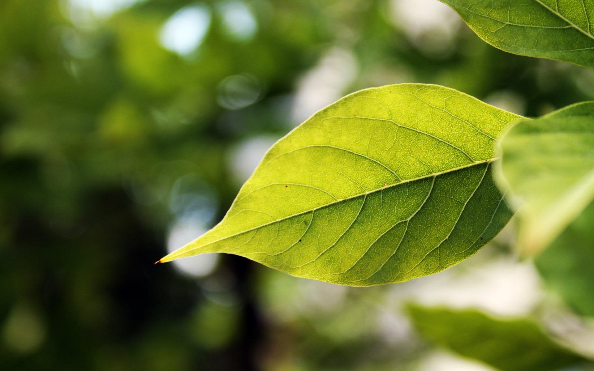 Download Nature Leaf HD Wallpaper
