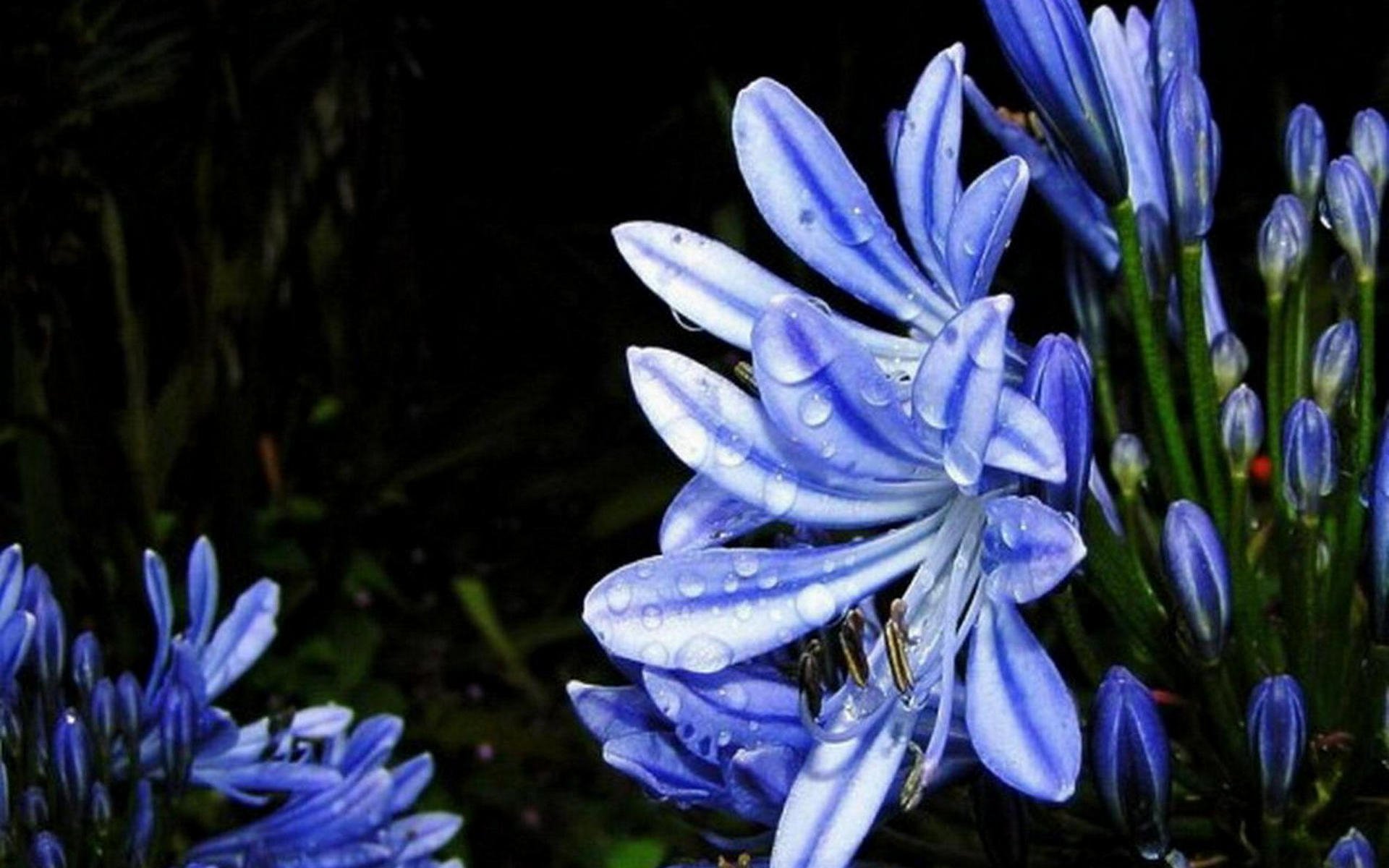 Download Nature Flower HD Wallpaper | 1920x1200 | Wallpaper Abyss