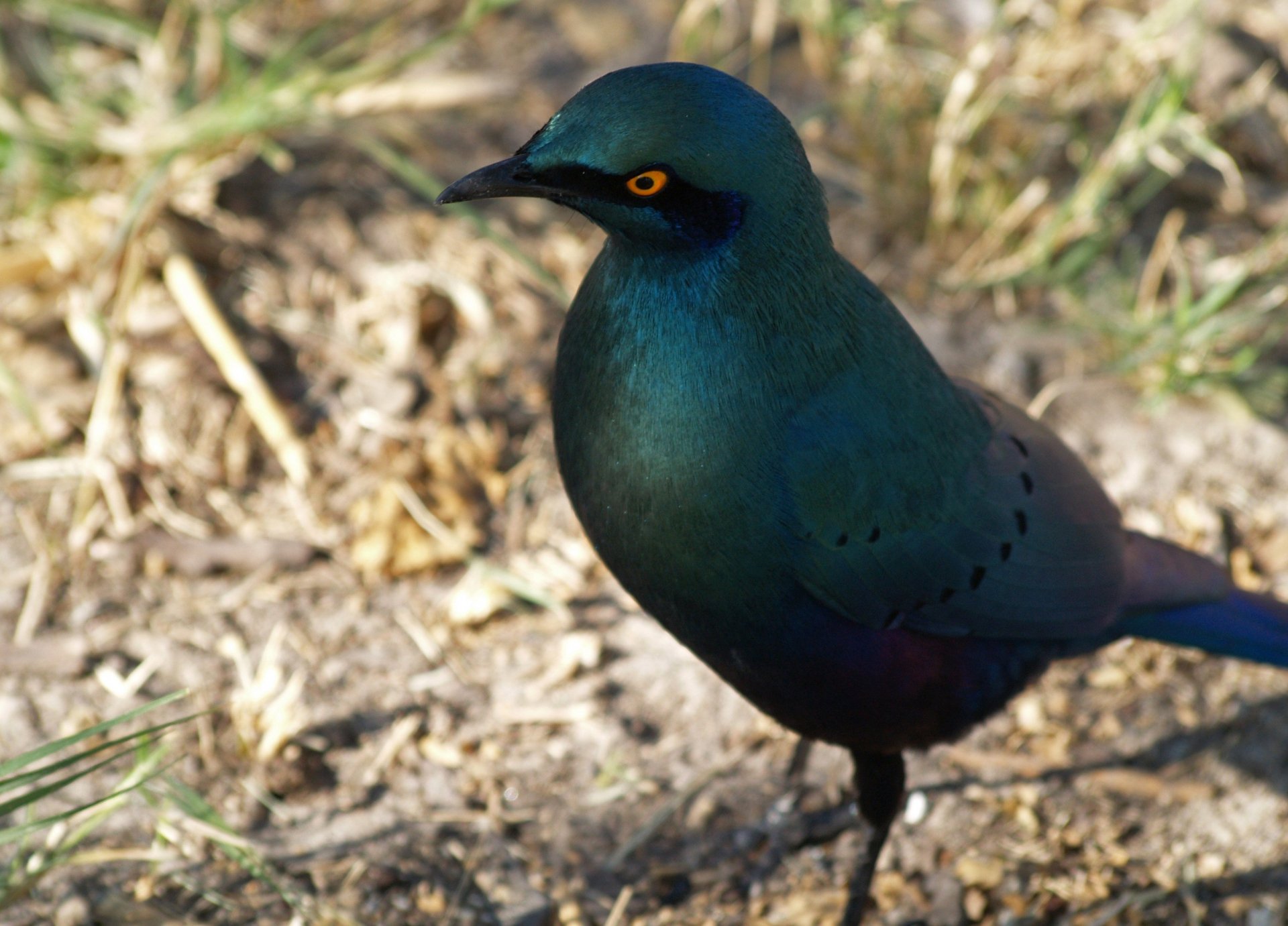 Download Animal Bird HD Wallpaper
