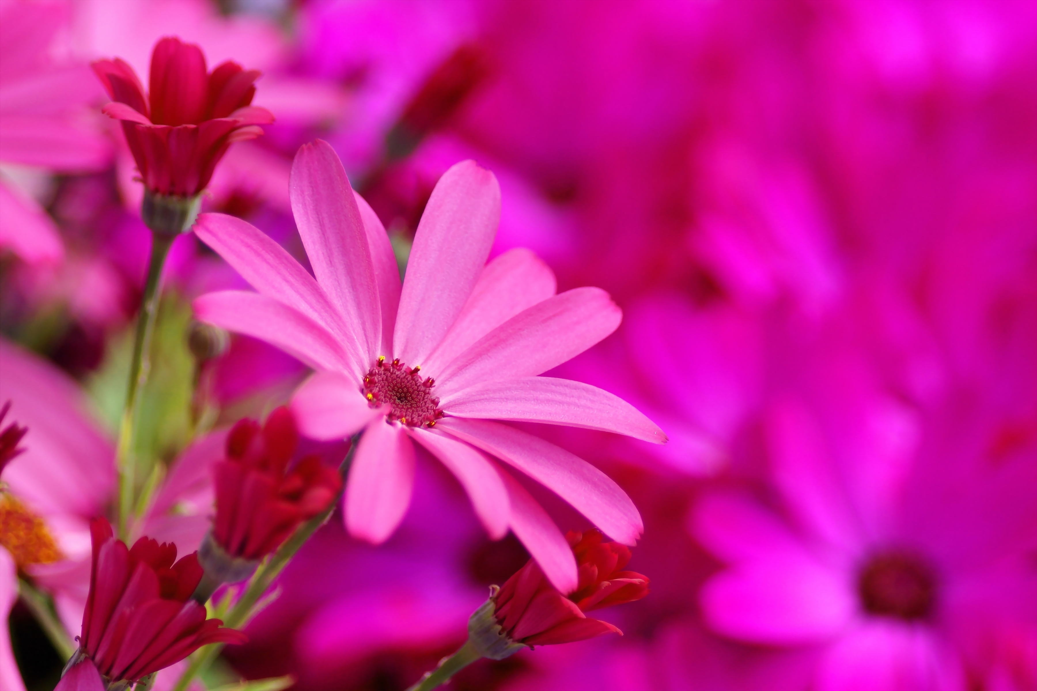 Download Nature Flower HD Wallpaper