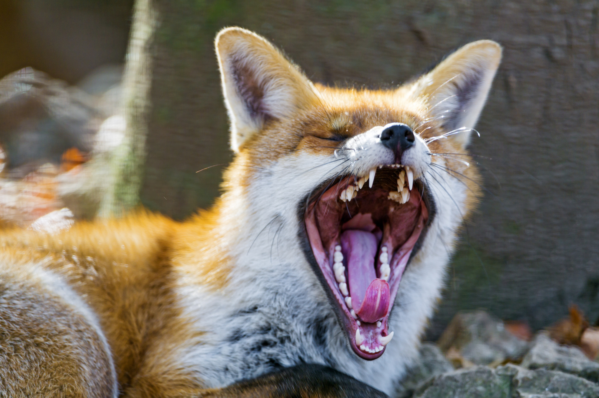 Majestic Fox Yawning - Stunning HD Wallpaper
