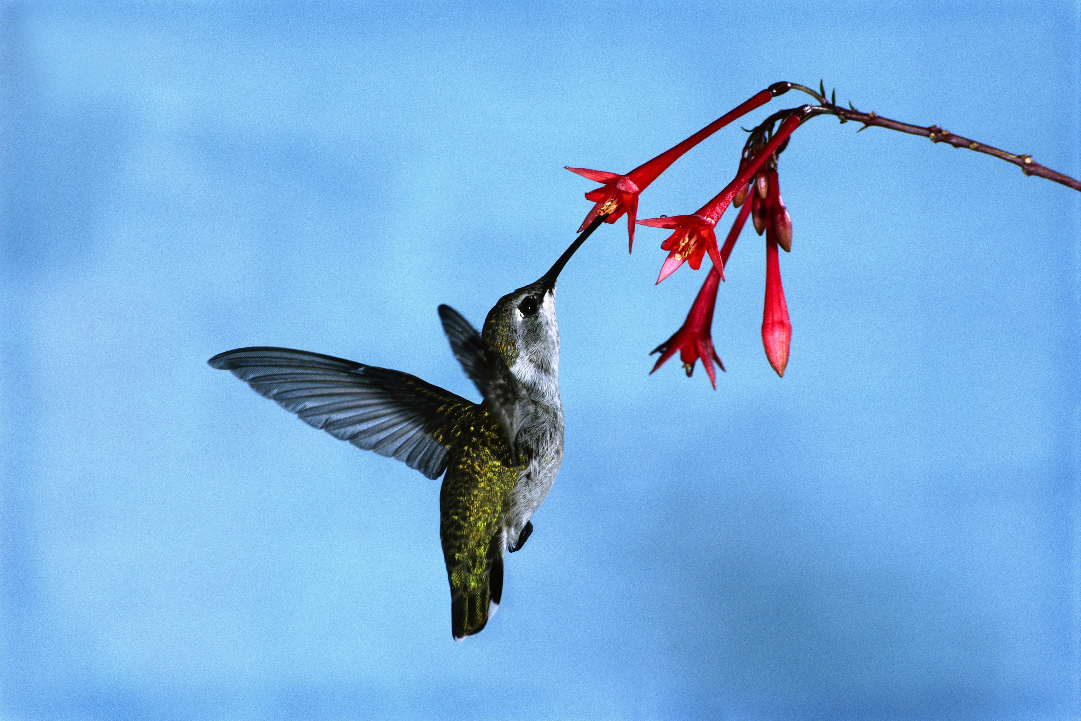 4K Ultra HD Vibrant Hummingbird in Mid-Flight