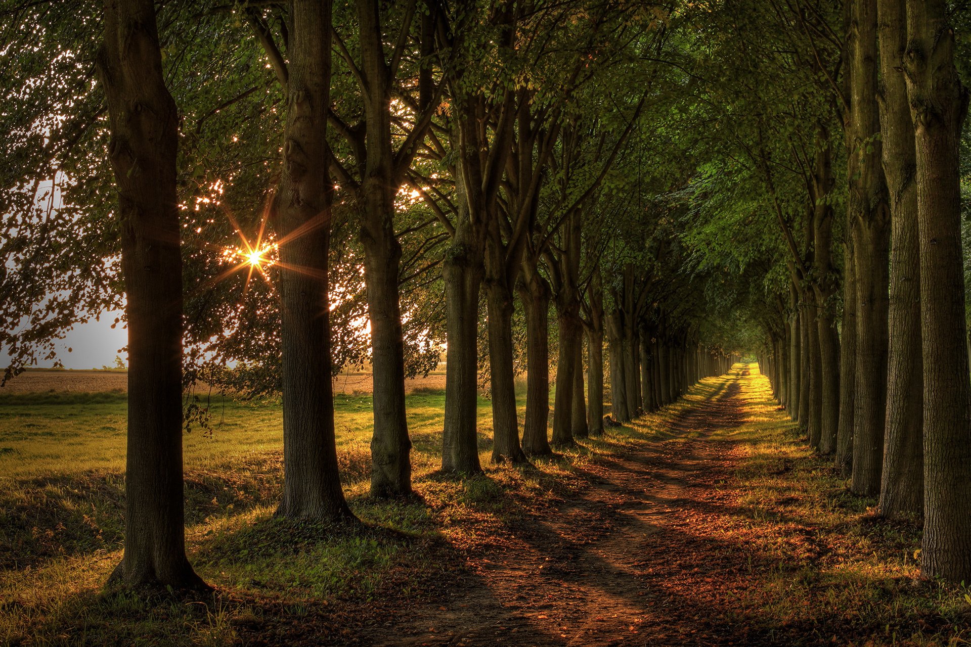 Sunlit Forest Pathway - HD Nature Wallpaper