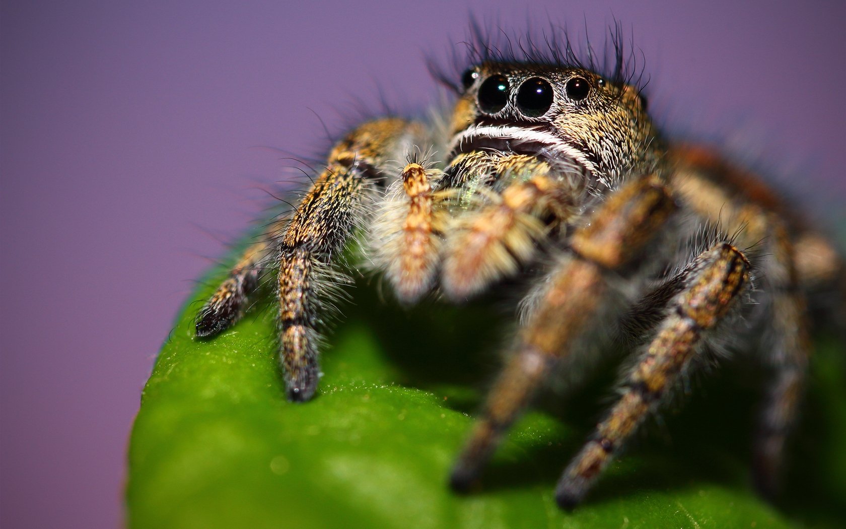 Download Jumping Spider Animal Spider Wallpaper