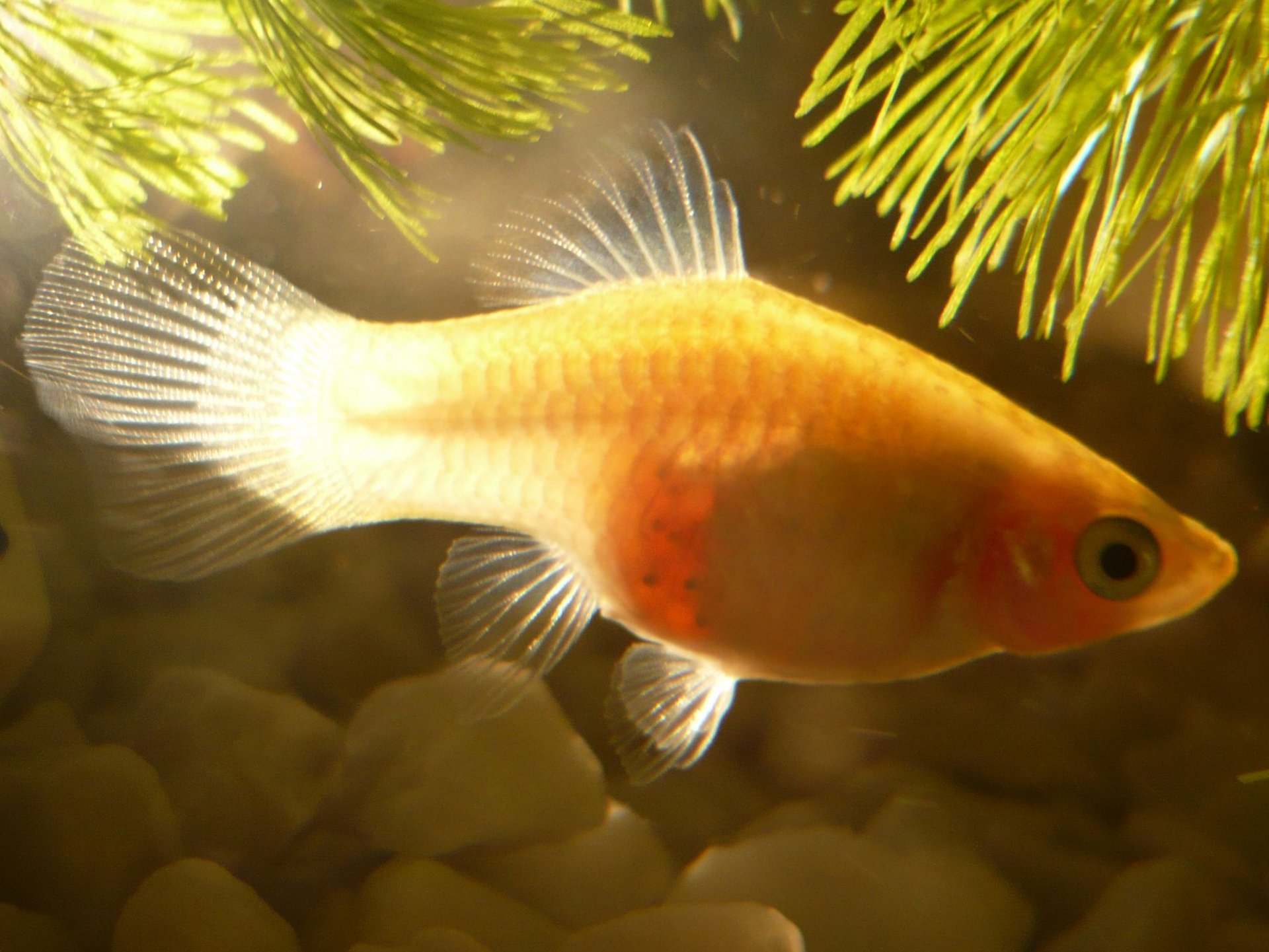 Download Animal Fish HD Wallpaper | 2123x1593 | Wallpaper Abyss