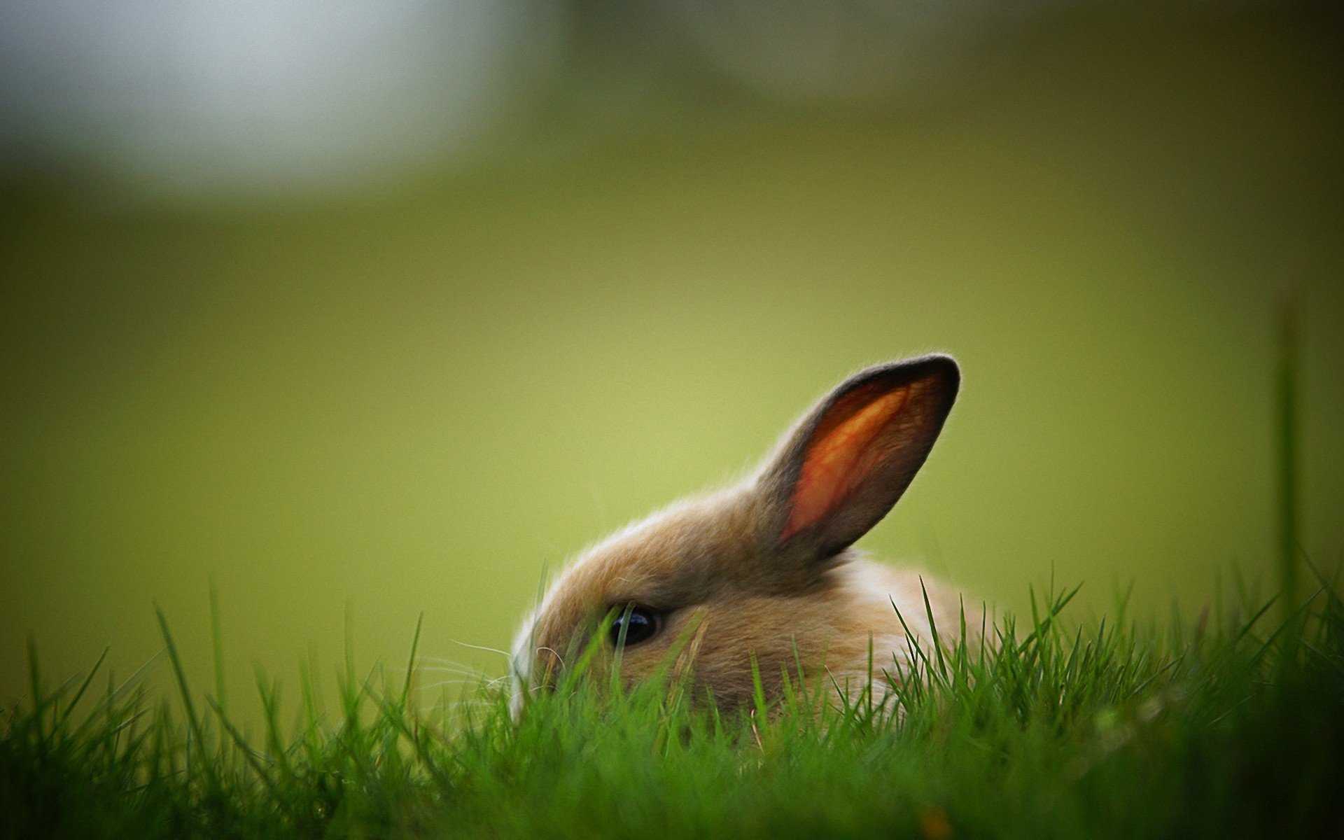 Download Animal Rabbit HD Wallpaper