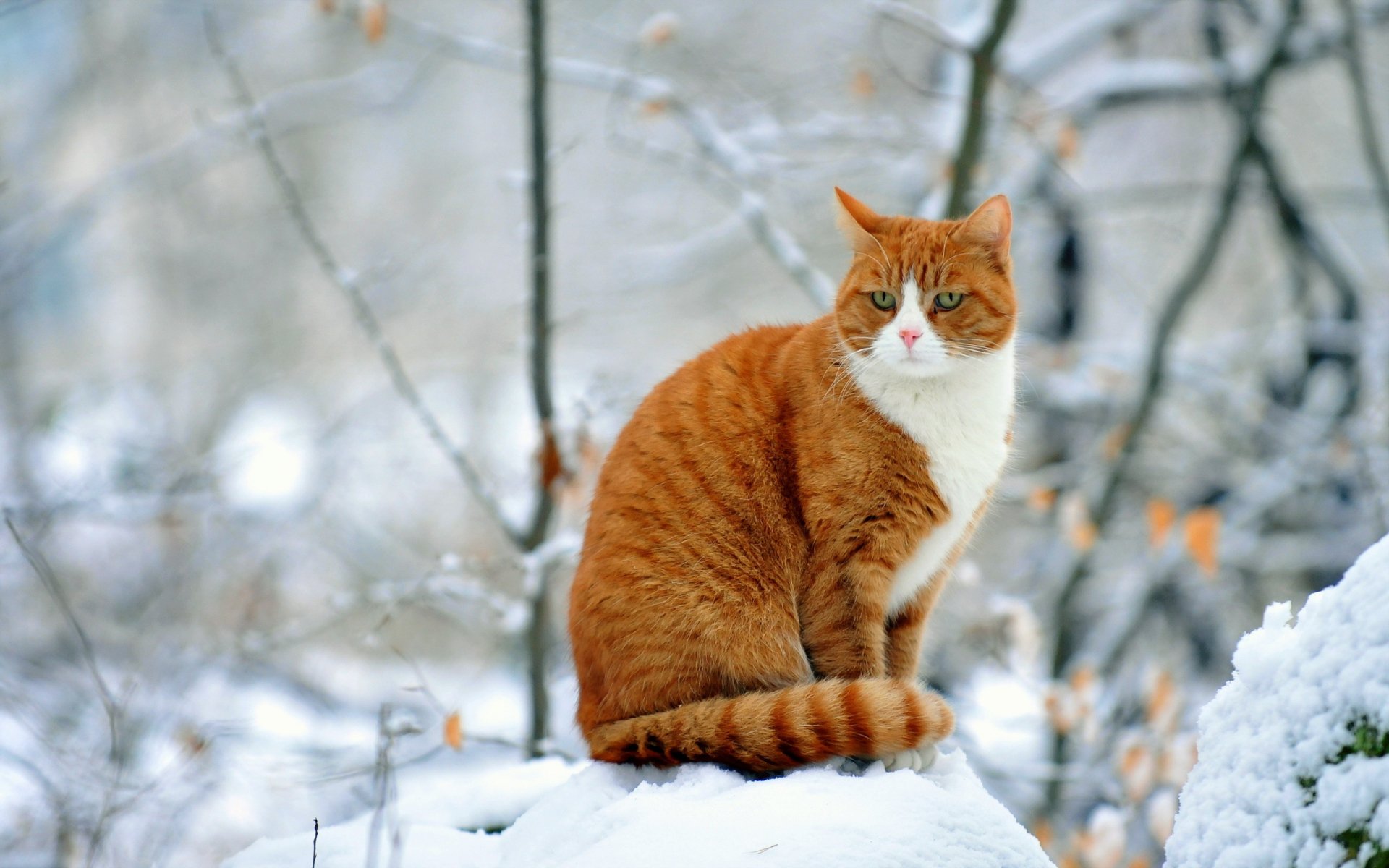 Charming Cat in Snow - HD Wallpaper | 2560x1600 | Wallpaper Abyss
