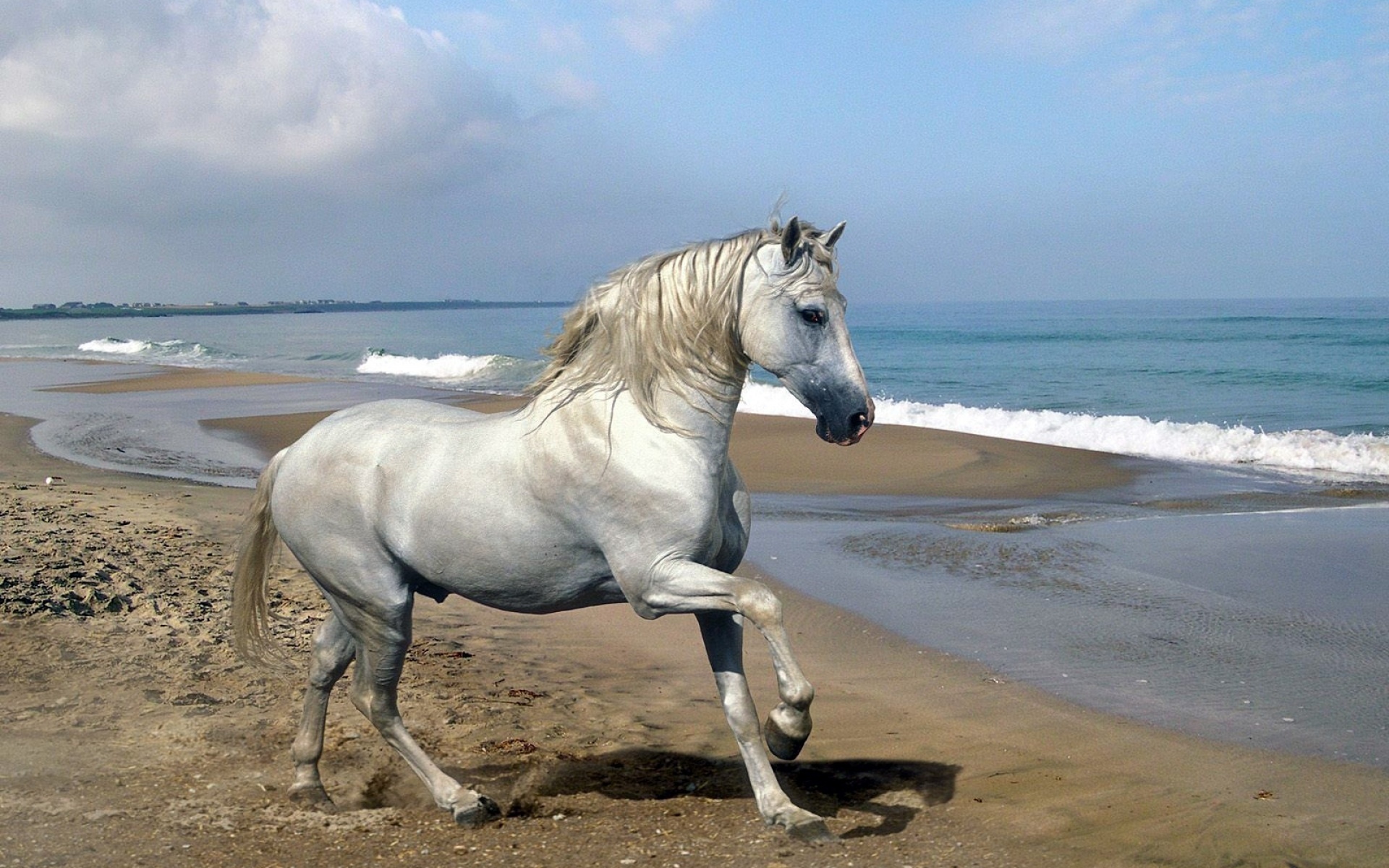 Download Animal Horse HD Wallpaper
