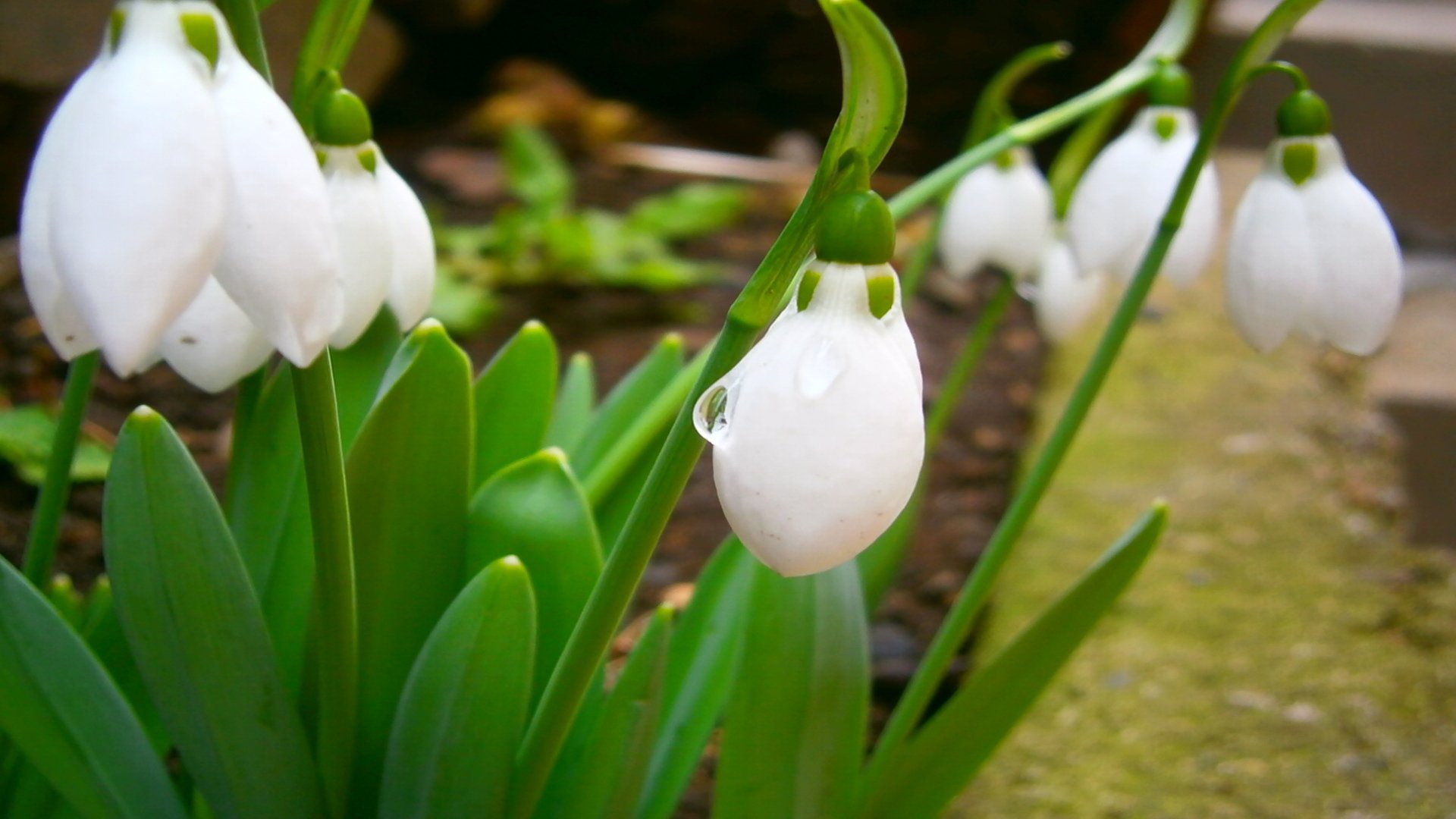 Nature Snowdrop HD Wallpaper