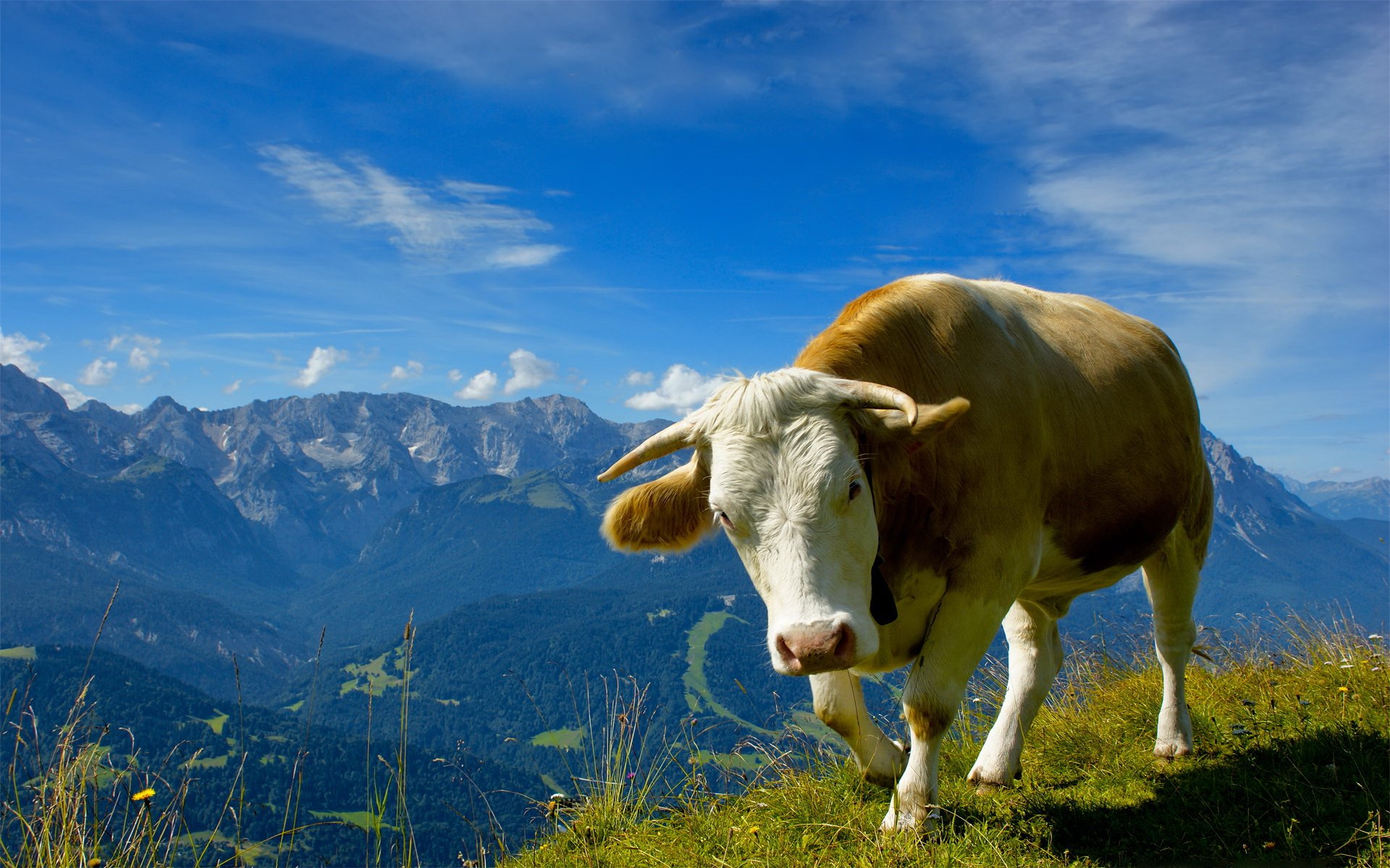 Majestic Cow in Mountain Bliss - HD Animal Wallpaper