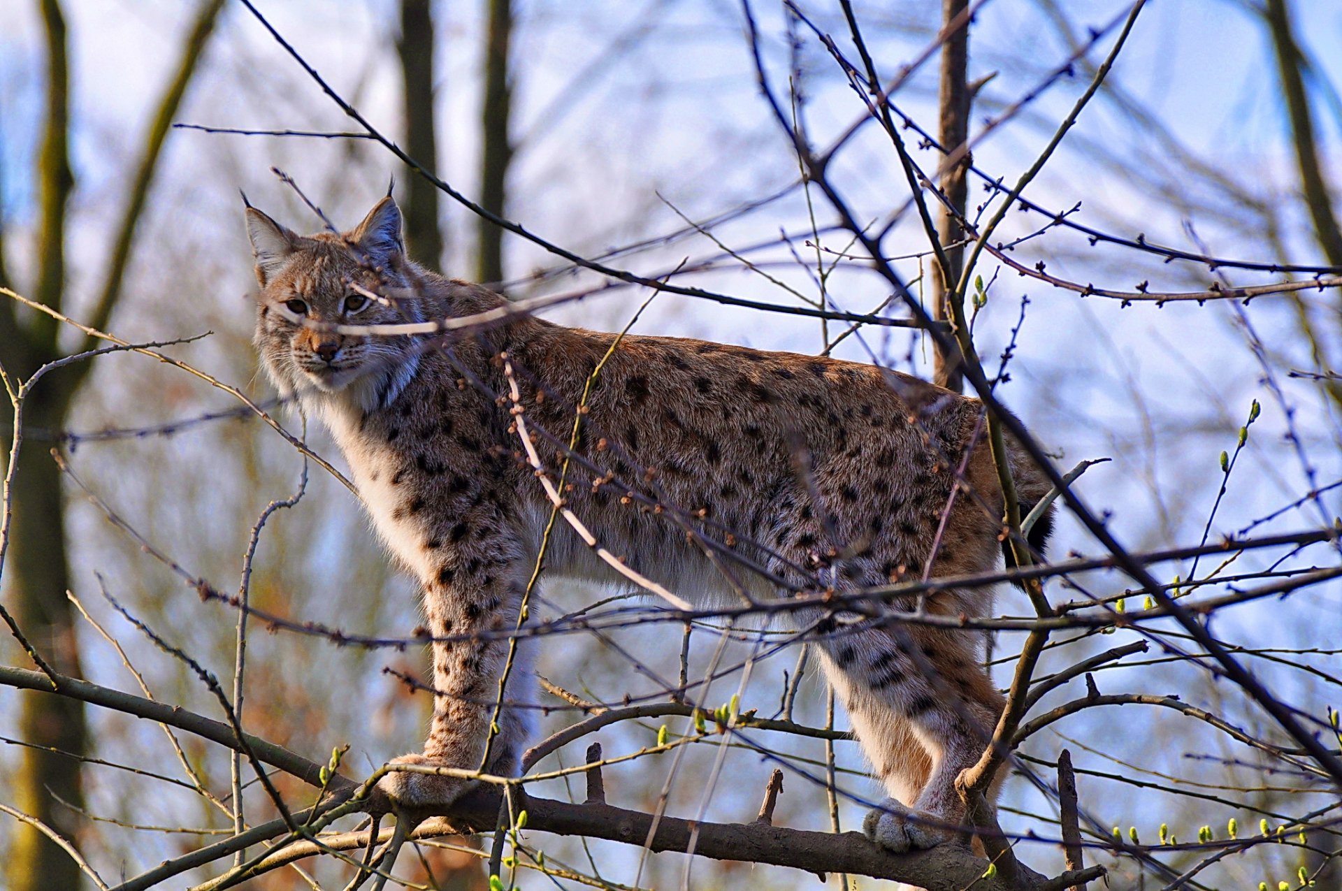 Animal Lynx HD Wallpaper