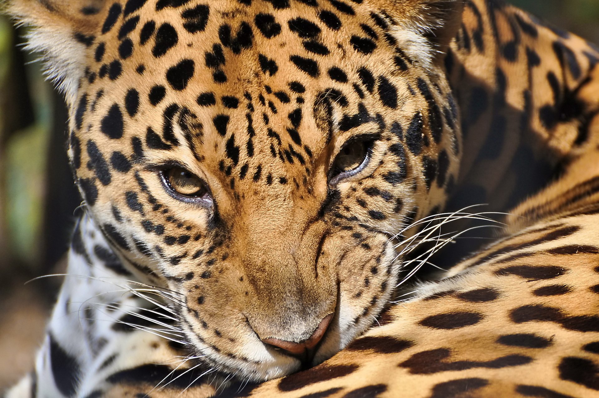 Majestic Leopard HD Wallpaper: Wild Elegance Up Close