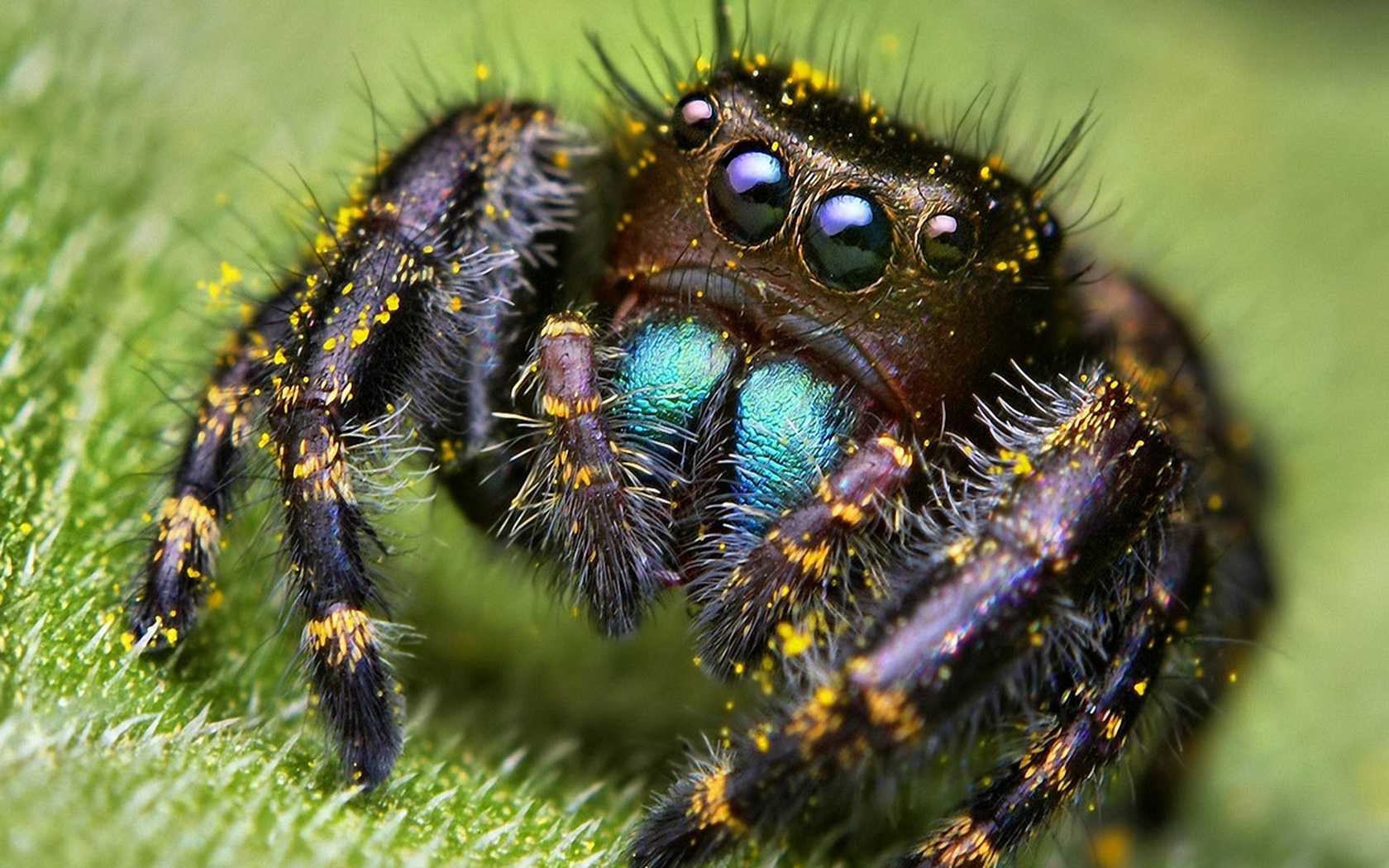 Download Jumping Spider Animal Spider Wallpaper