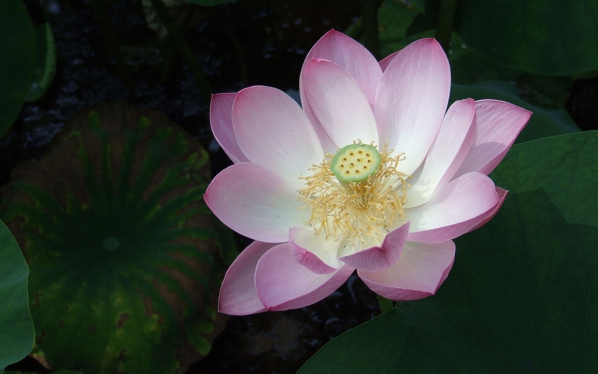 Serene Lotus Blossom: Stunning HD Nature Wallpaper | 1920x1200 ...