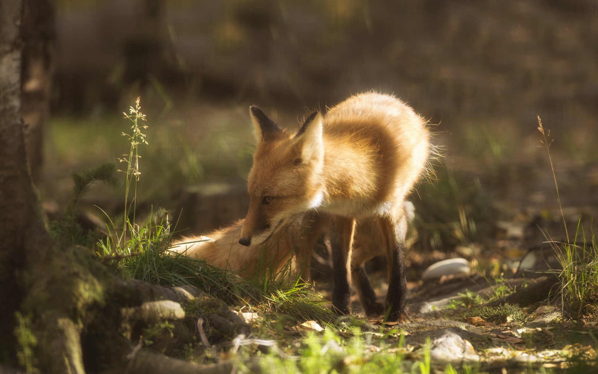 Charming Fox in Nature - HD Wallpaper