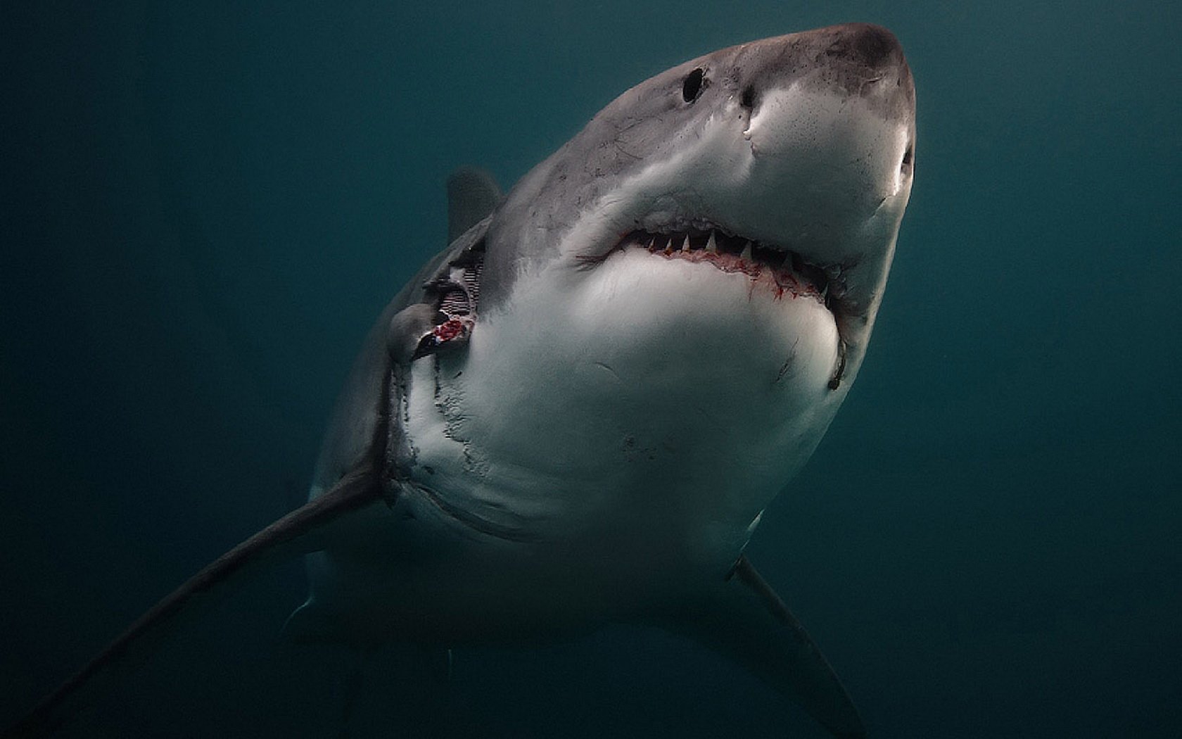 Majestic Great White Shark HD Wallpaper – Ocean’s Apex Predator in ...