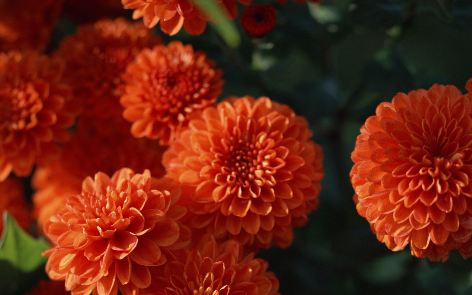 Download Nature Flower HD Wallpaper | 1920x1200 | Wallpaper Abyss