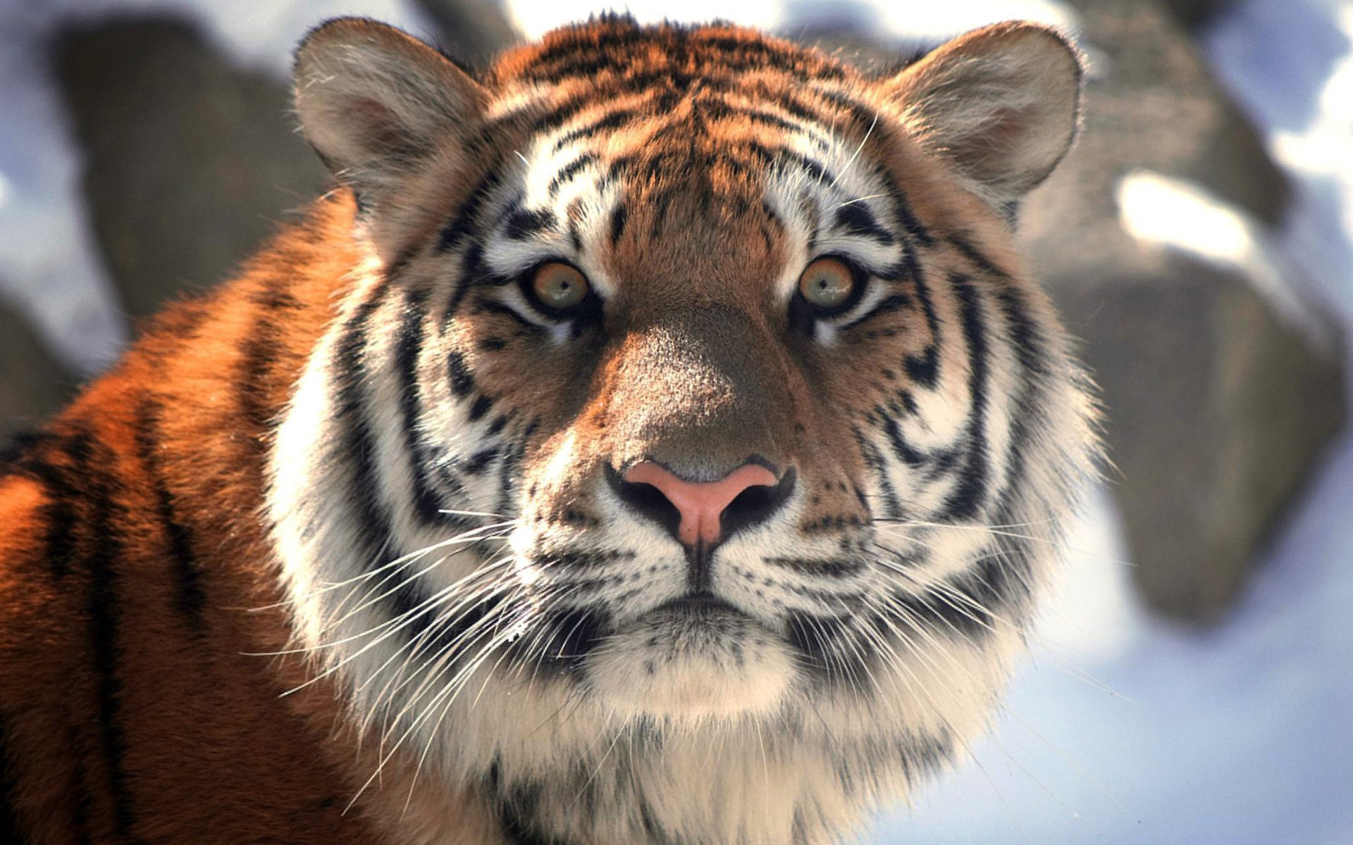 Majestic Tiger HD Wallpaper