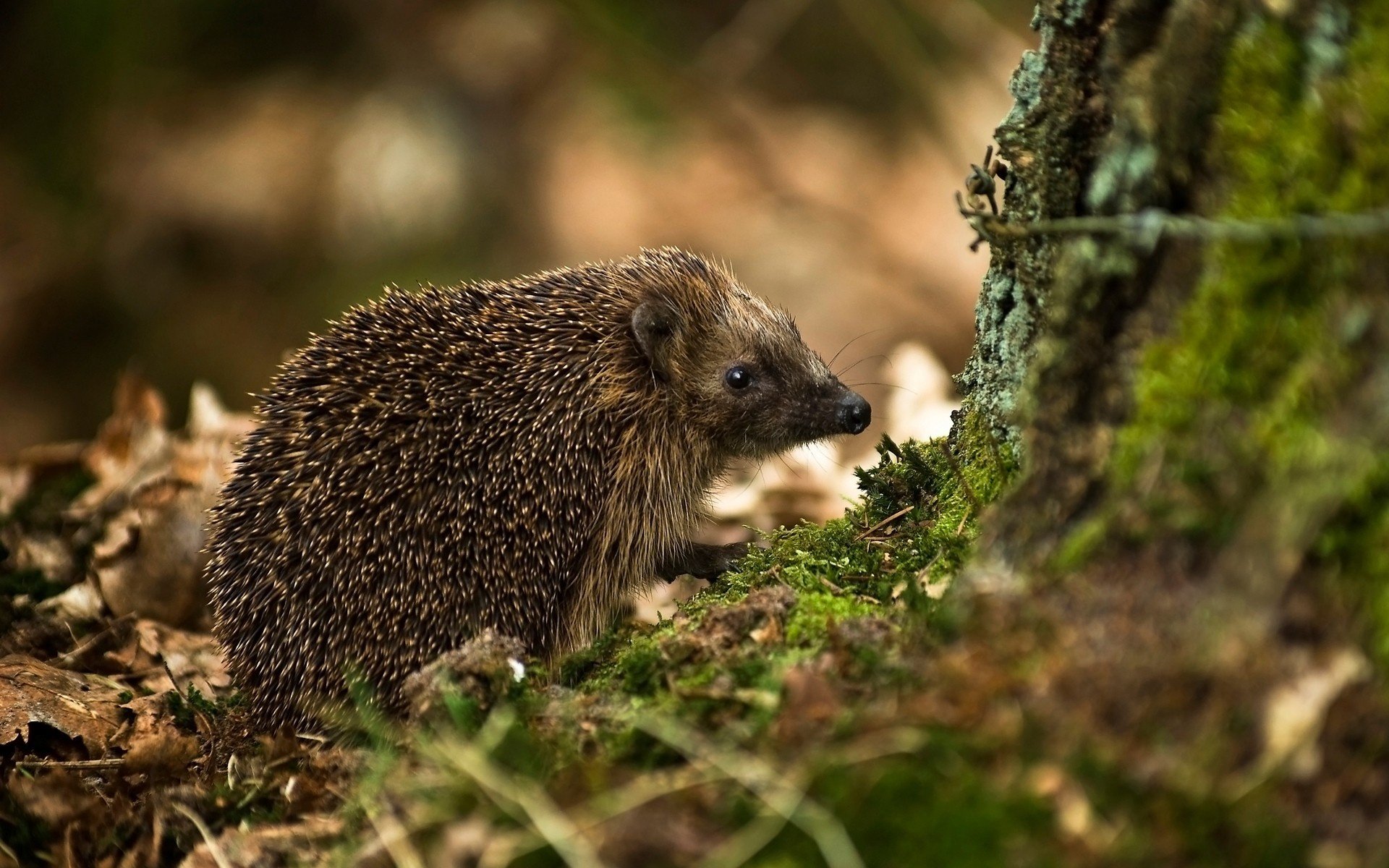 Hedgehog HD Wallpaper