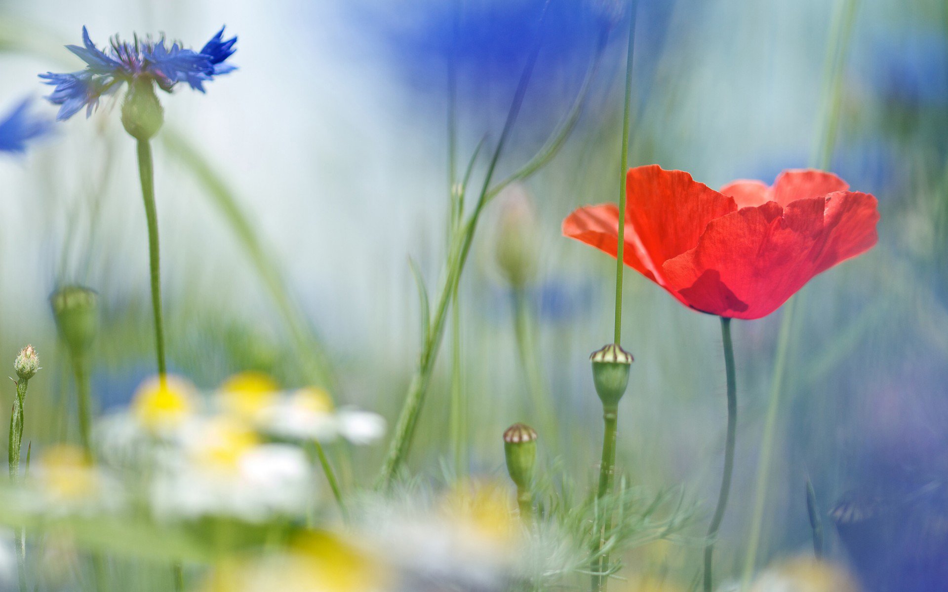 Common Desktop Wallpaper Sizes Uk - Infoupdate.org