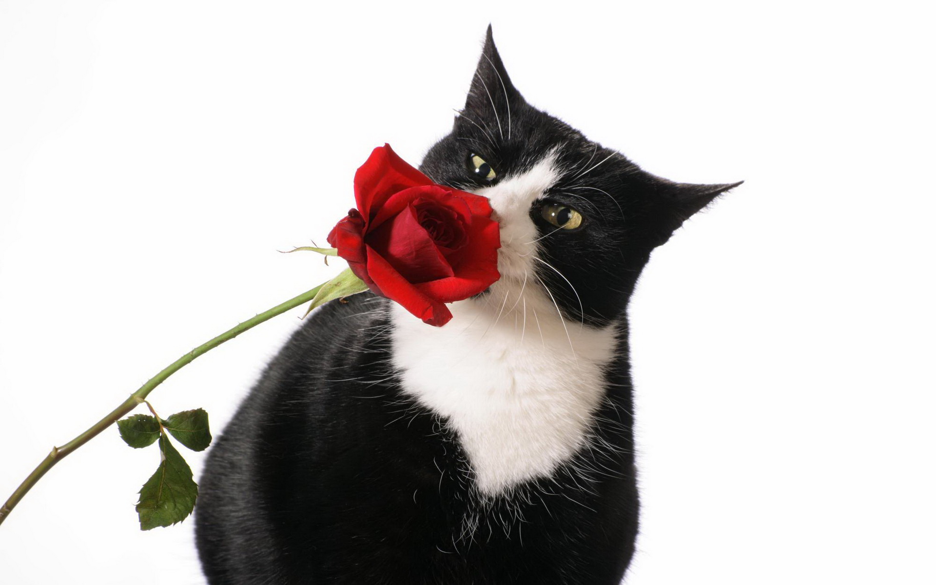Elegant Cat with a Red Rose – Stunning HD Animal Wallpaper